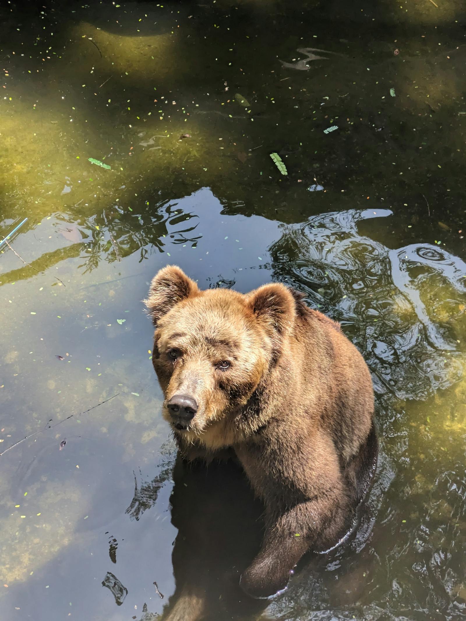 Bear Standing Up Photos, Download The BEST Free Bear Standing Up Stock ...
