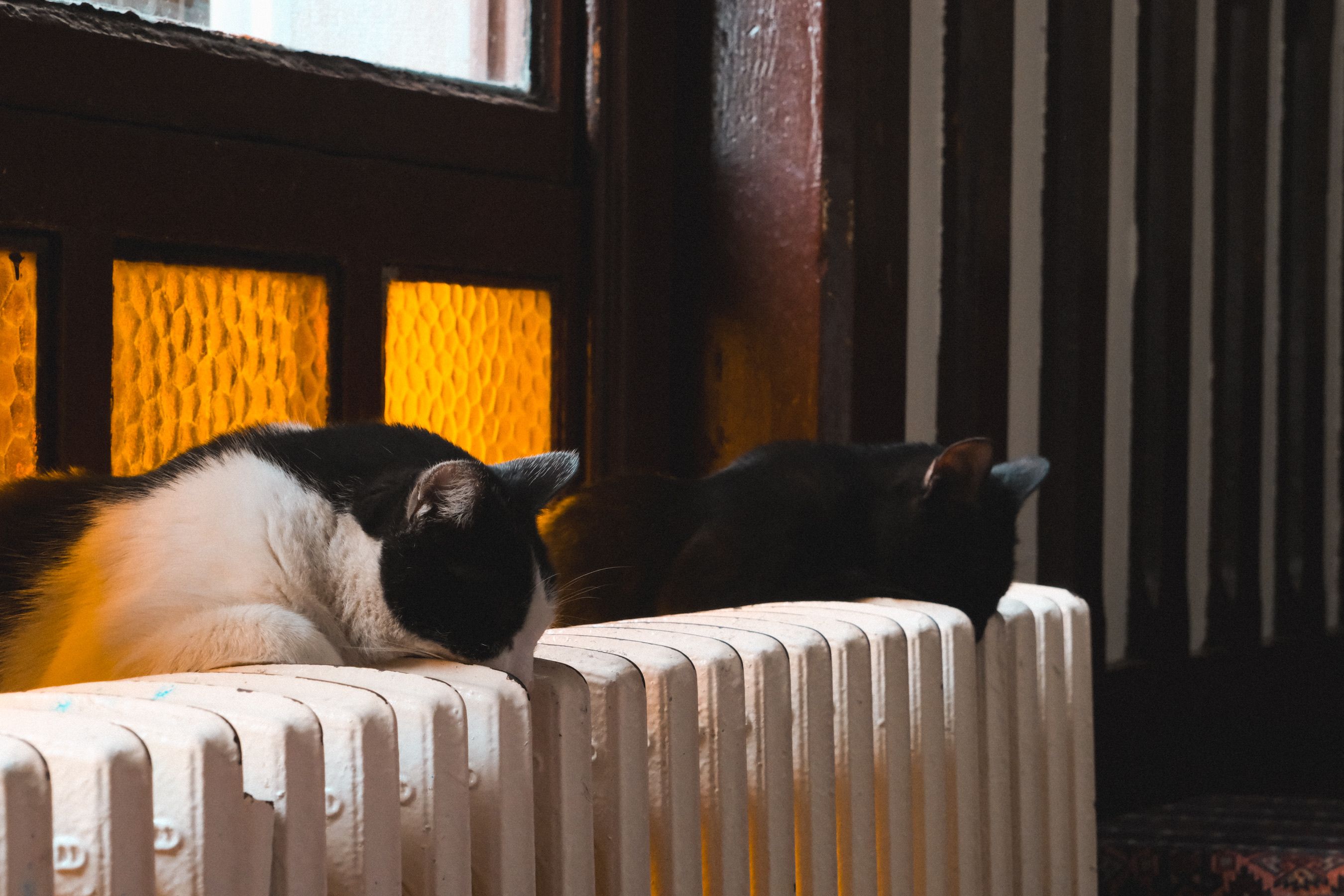 Cats on Radiator · Free Stock Photo