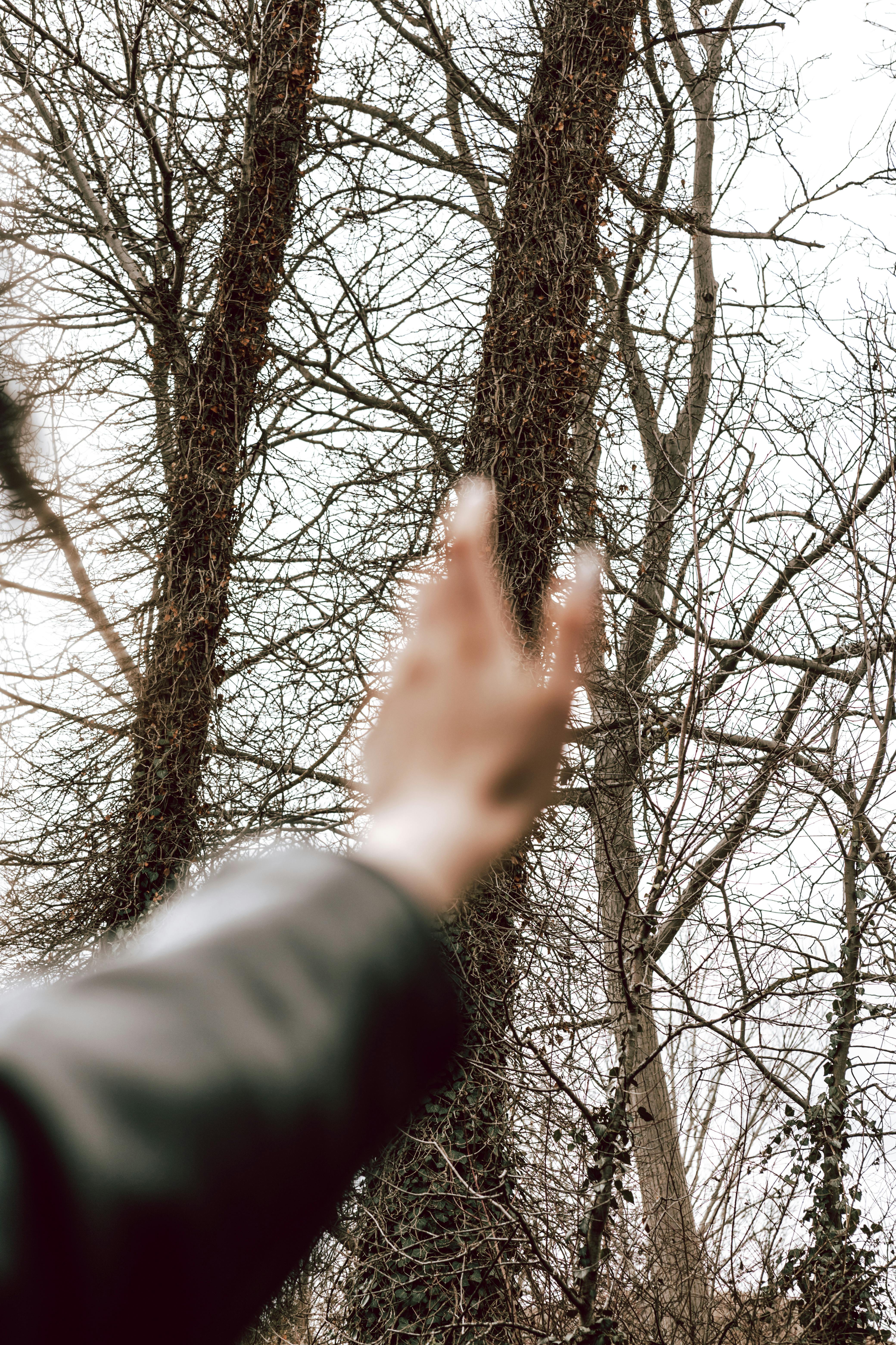 A person reaching out to touch a tree · Free Stock Photo
