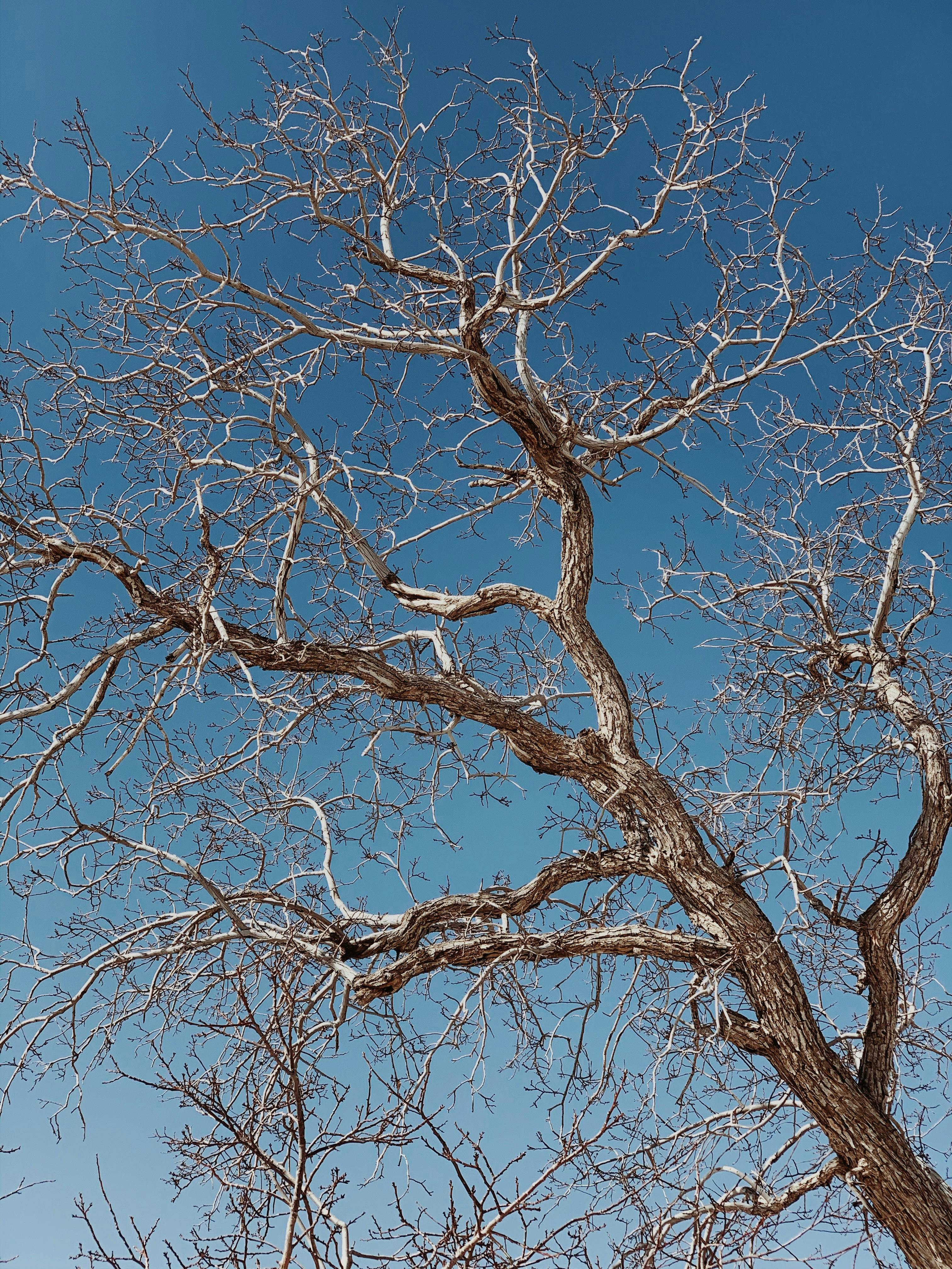 tree · Free Stock Photo