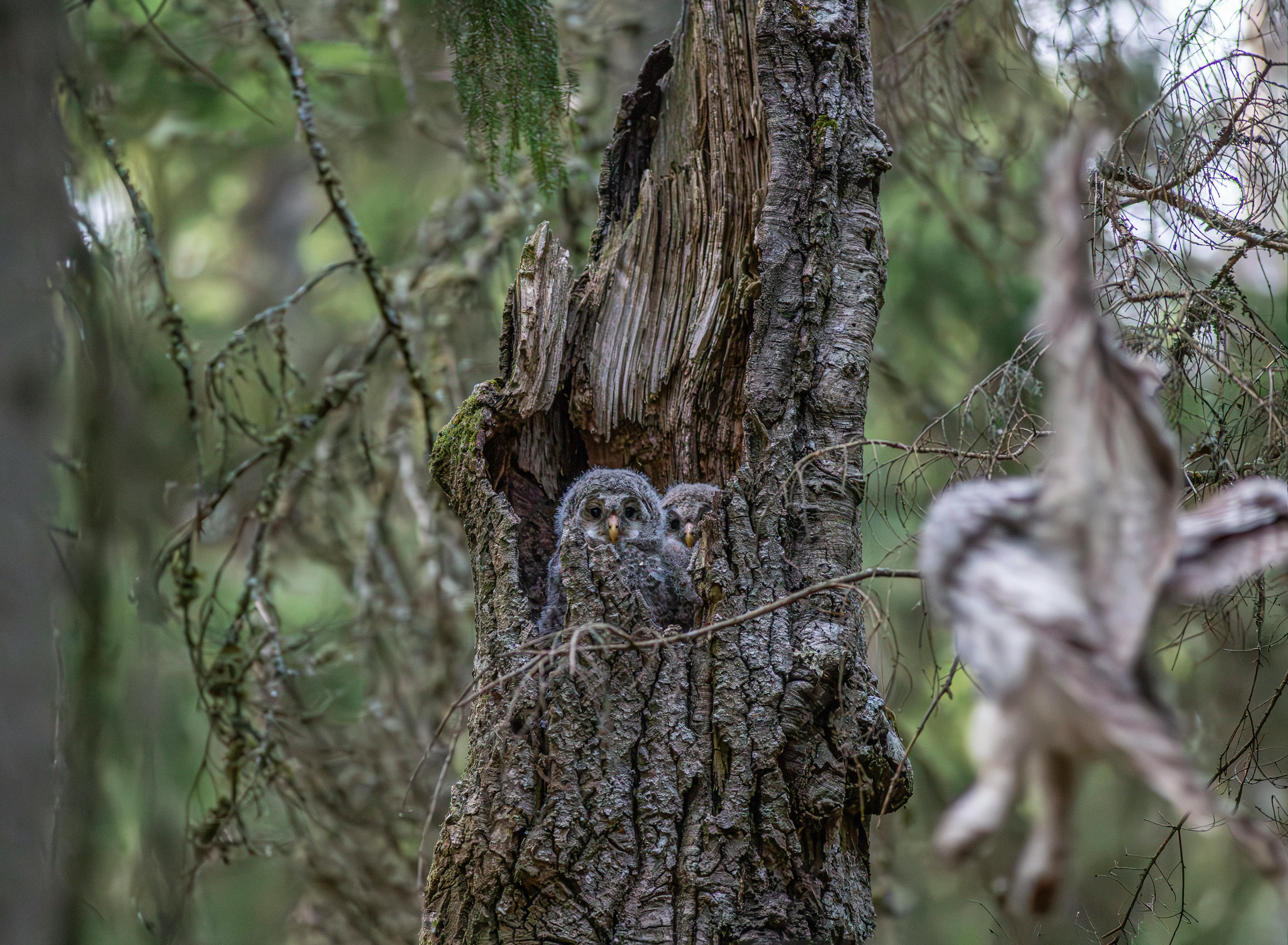 Gray Owls Sitting in a Broken Tree · Free Stock Photo