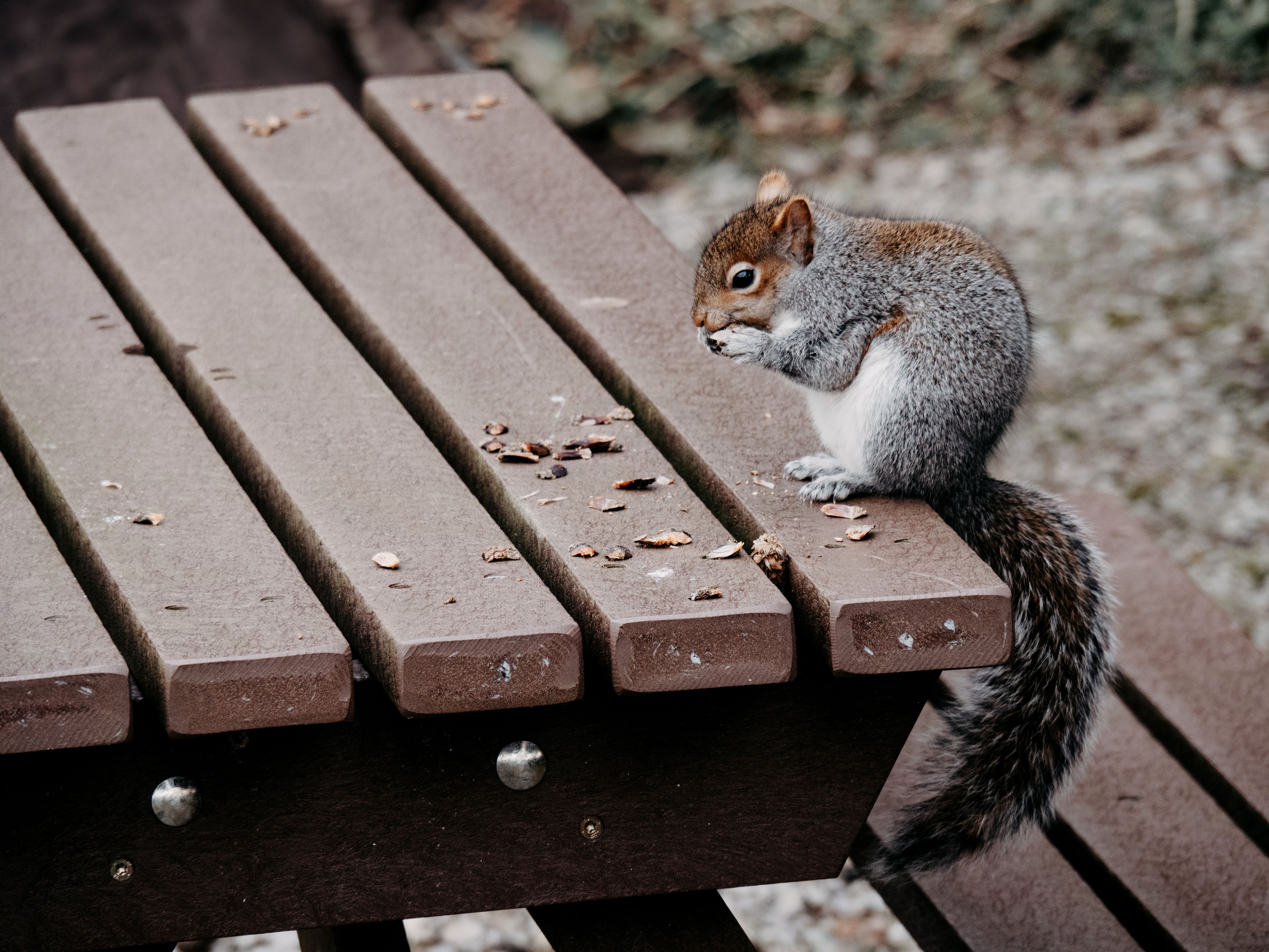 Squirrel on Park Table is Feeding with Nuts · Free Stock Photo