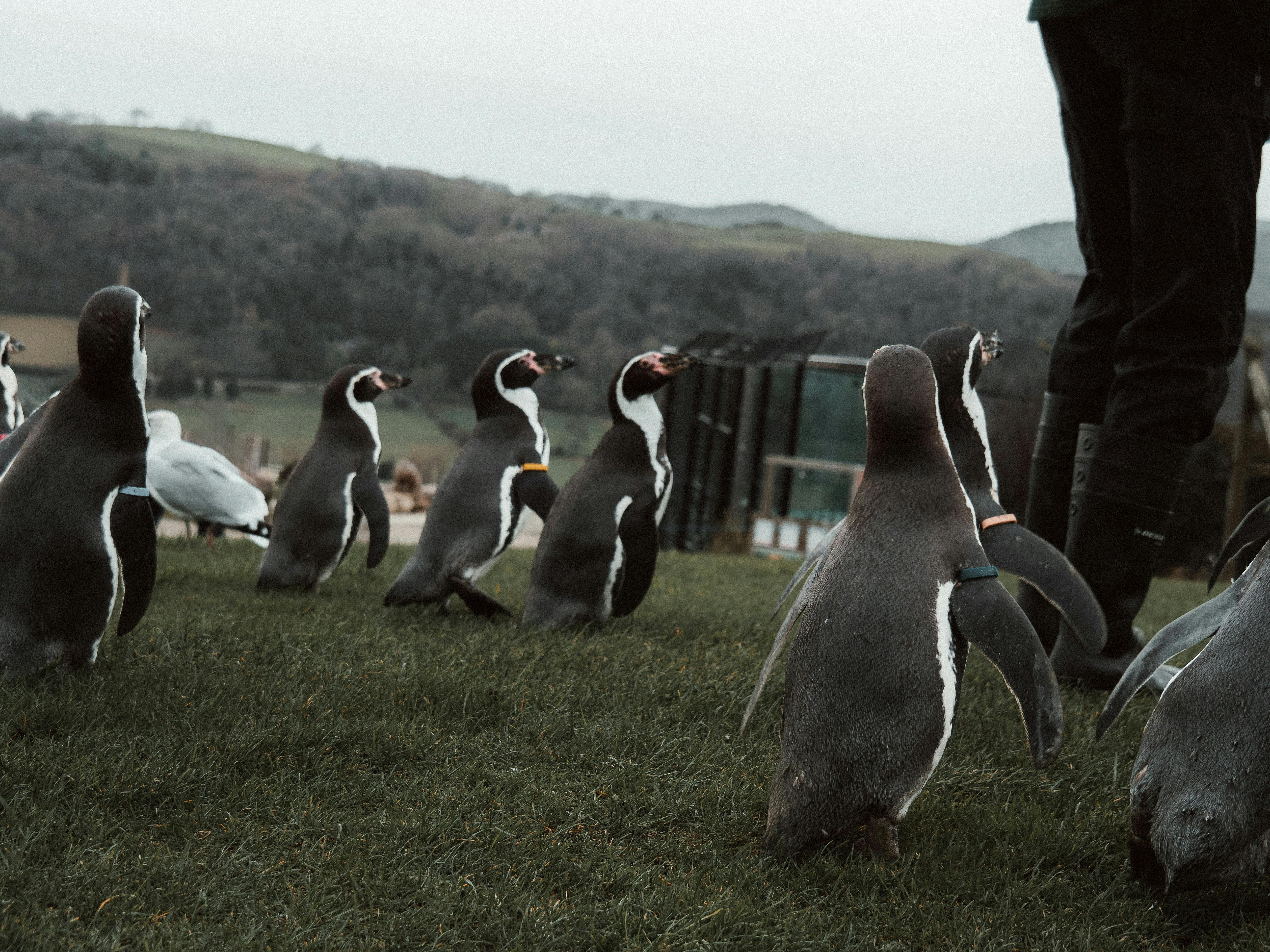 Group of Penguins · Free Stock Photo