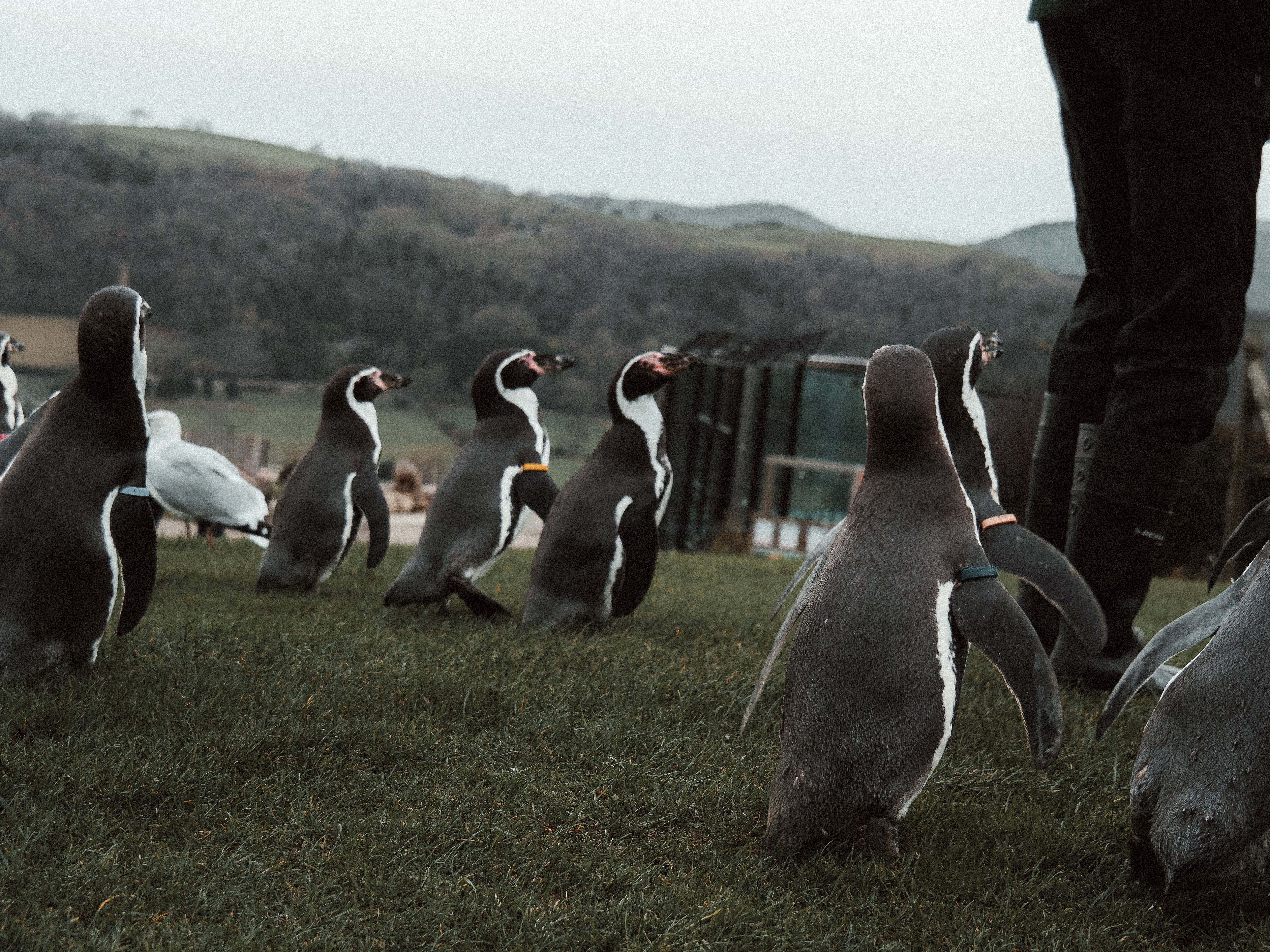 Group of Penguins · Free Stock Photo