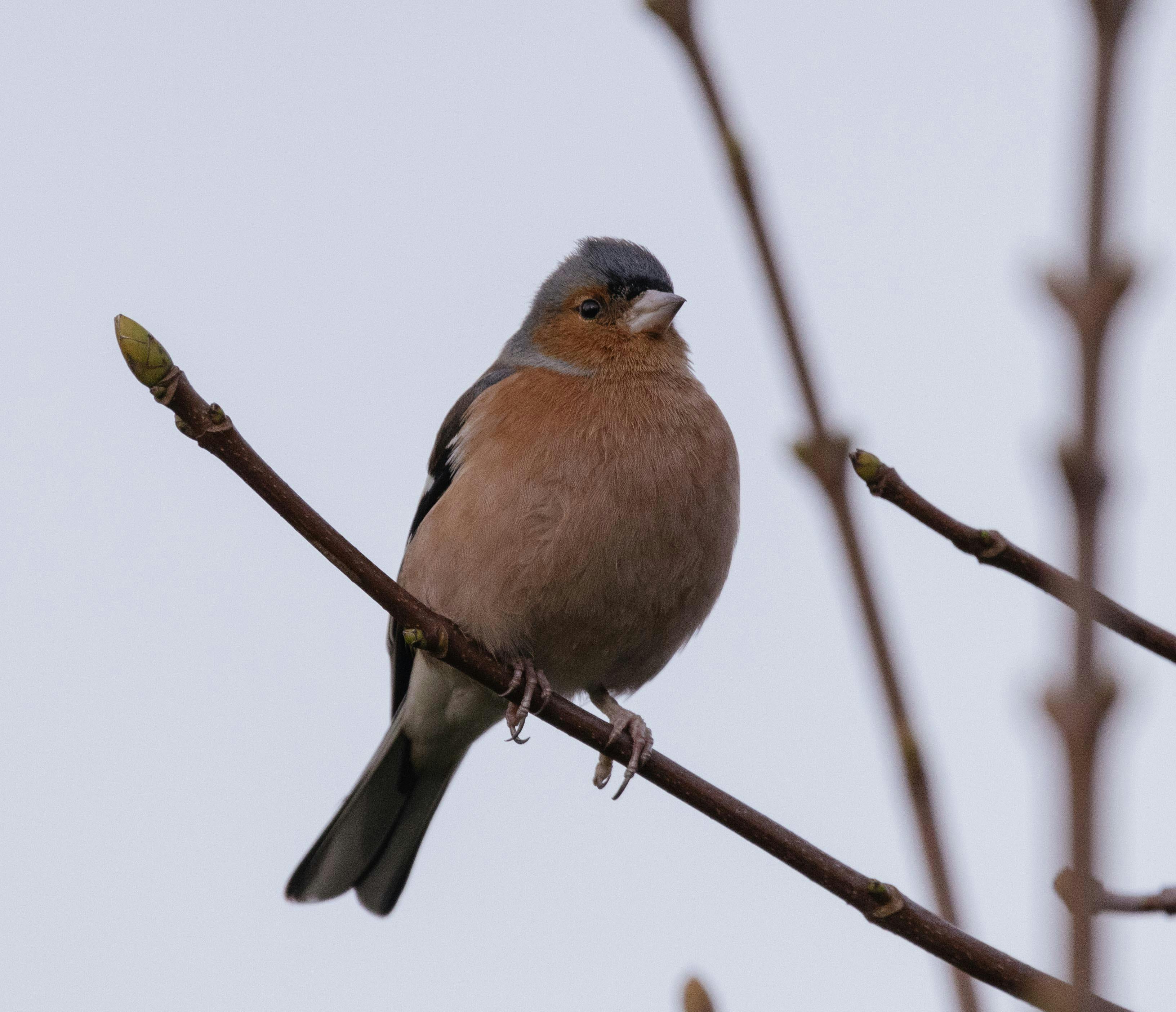 A bird is perched on a branch · Free Stock Photo