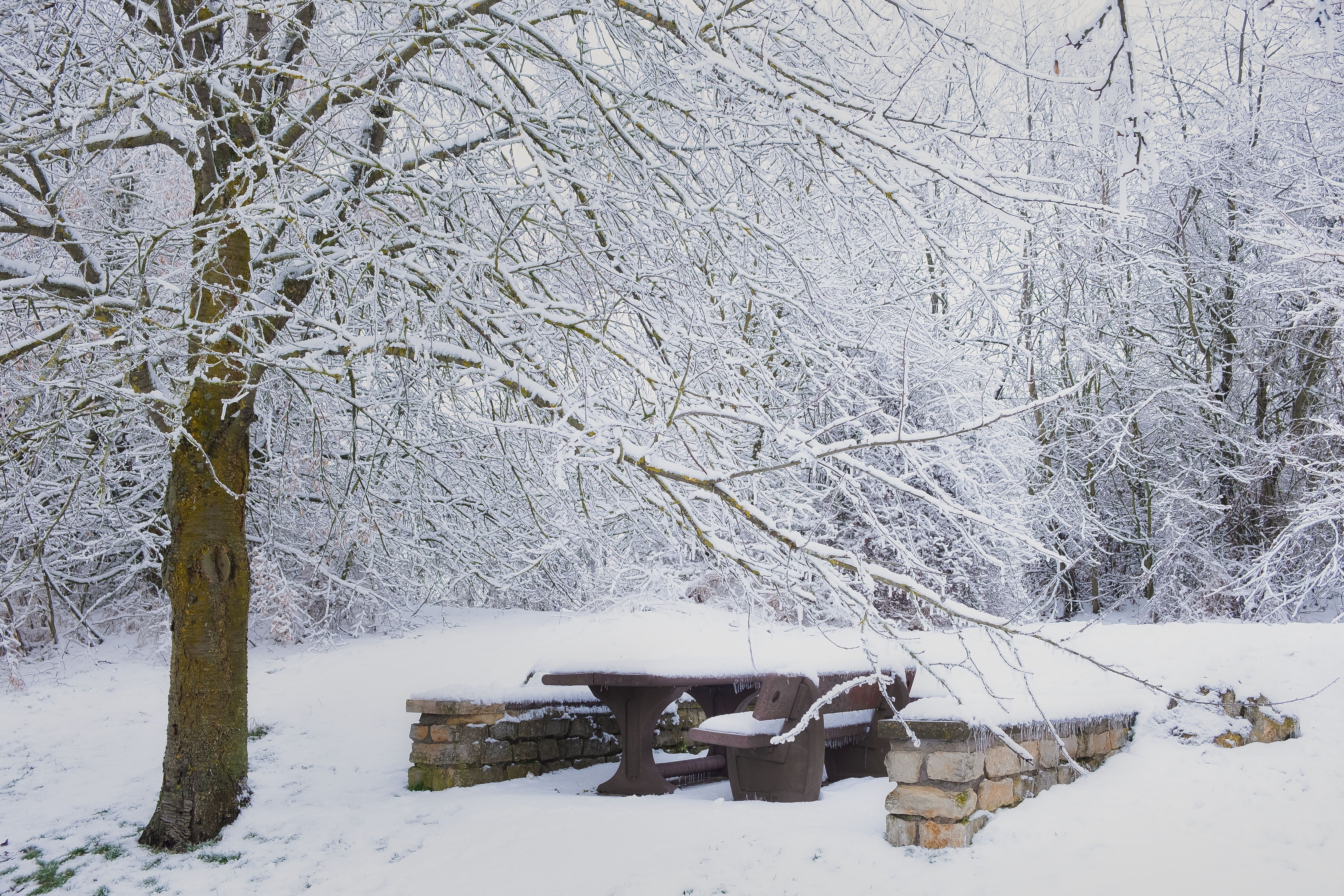Bench and a Table Surrounded by Snow-Covered Trees · Free Stock Photo