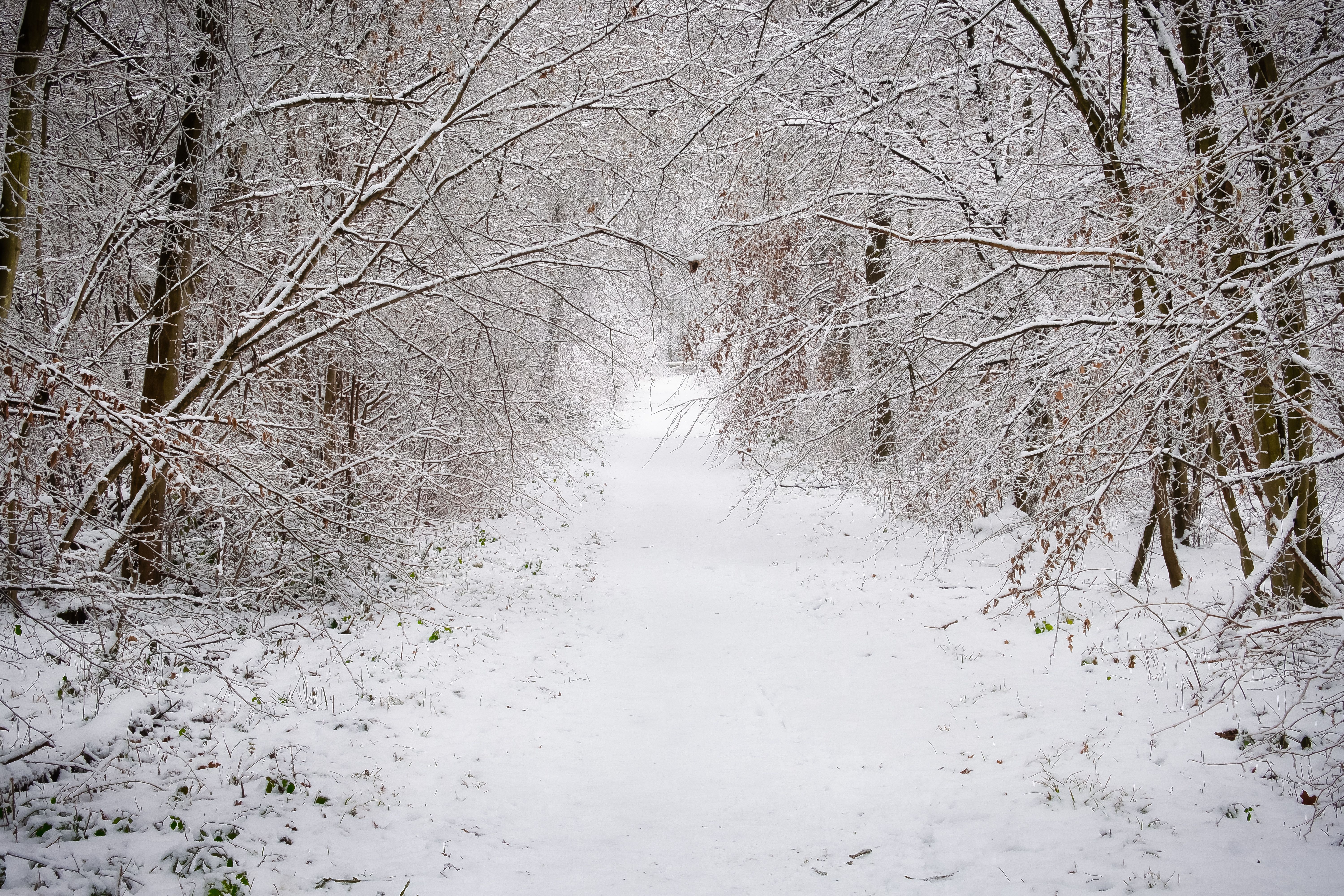 Snow on Footpath in Forest · Free Stock Photo