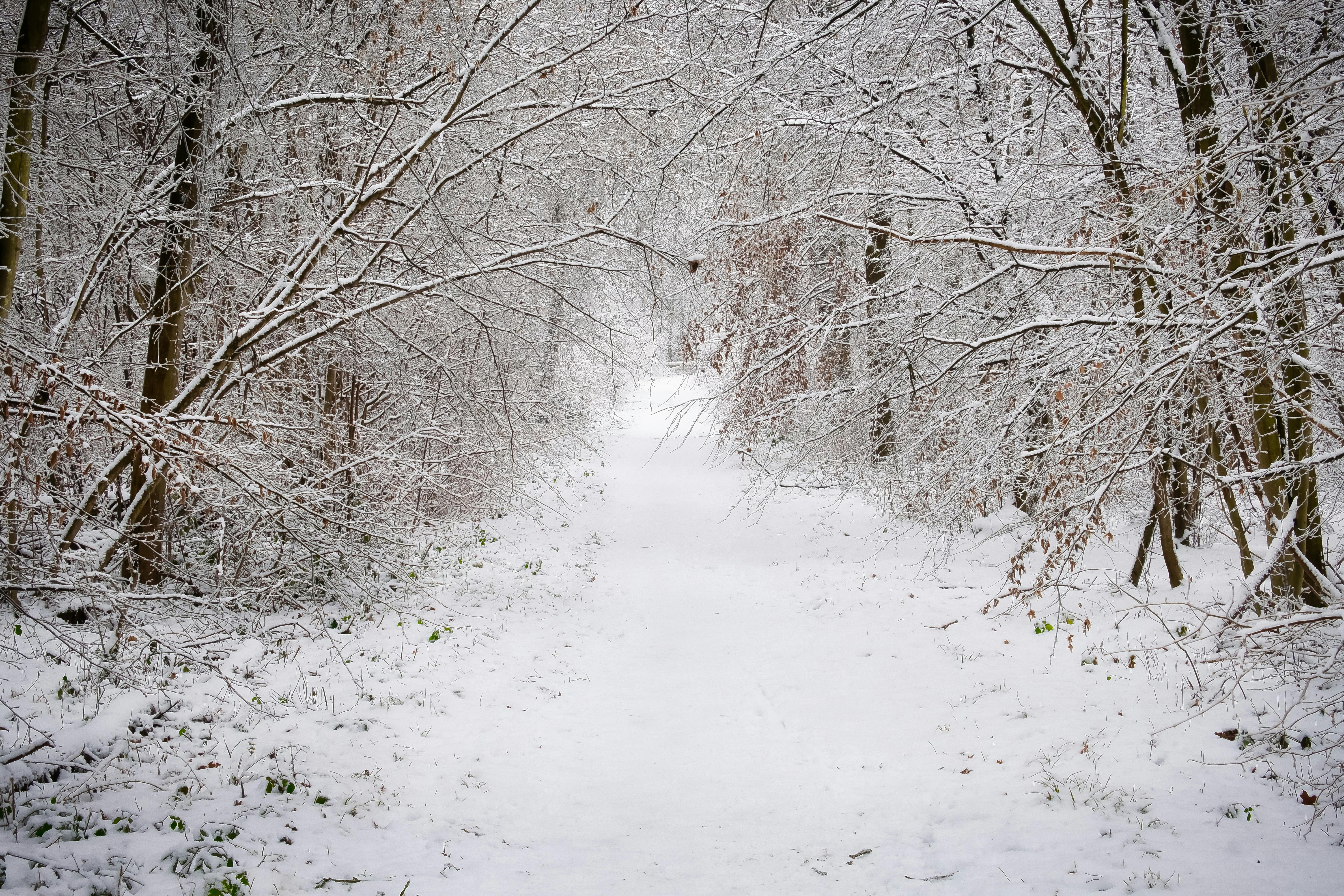 Snow Falling in a Dark Forest · Free Stock Photo