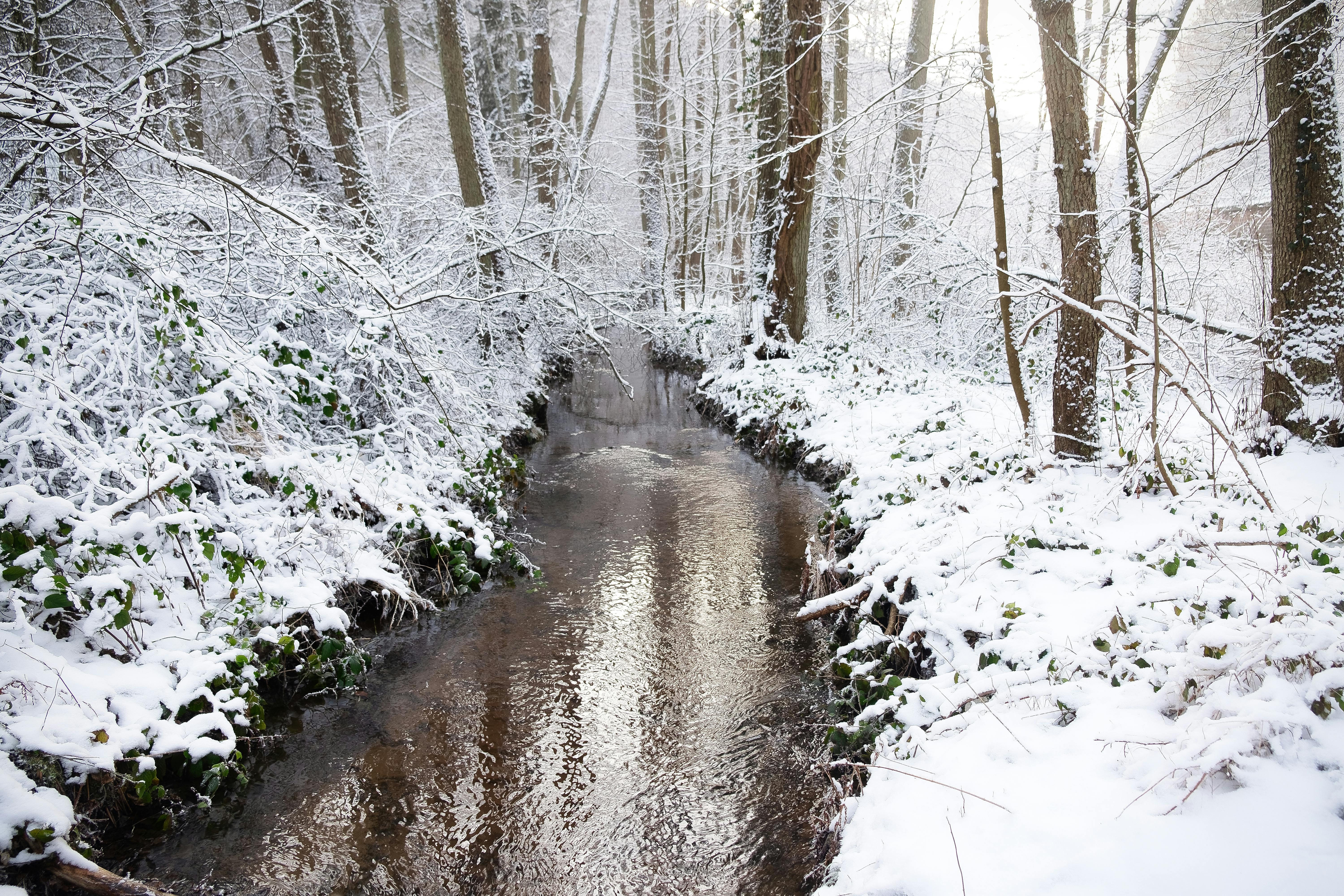 Snow around Stream in Forest · Free Stock Photo