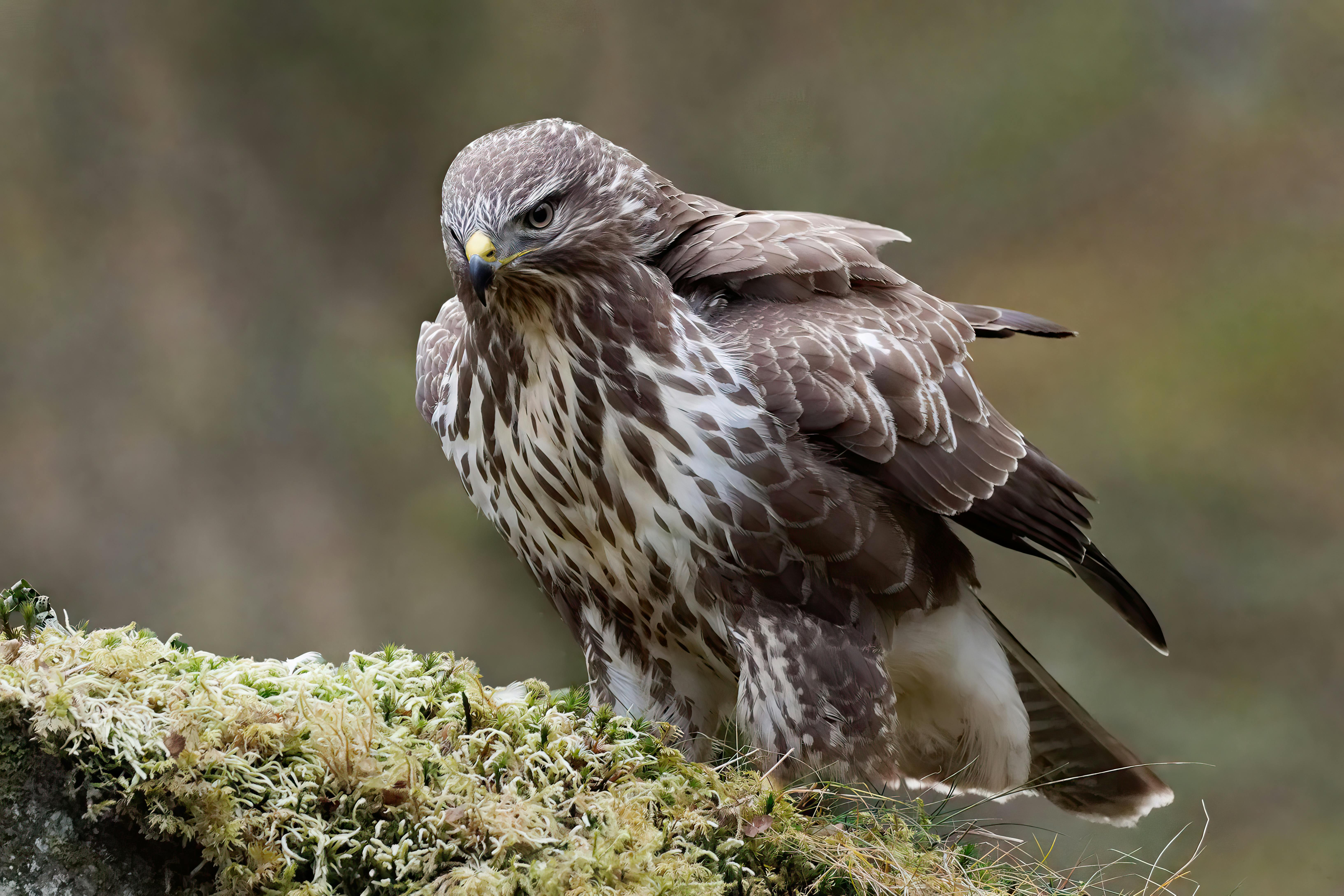 Hawk Perch Photos, Download The BEST Free Hawk Perch Stock Photos & HD ...