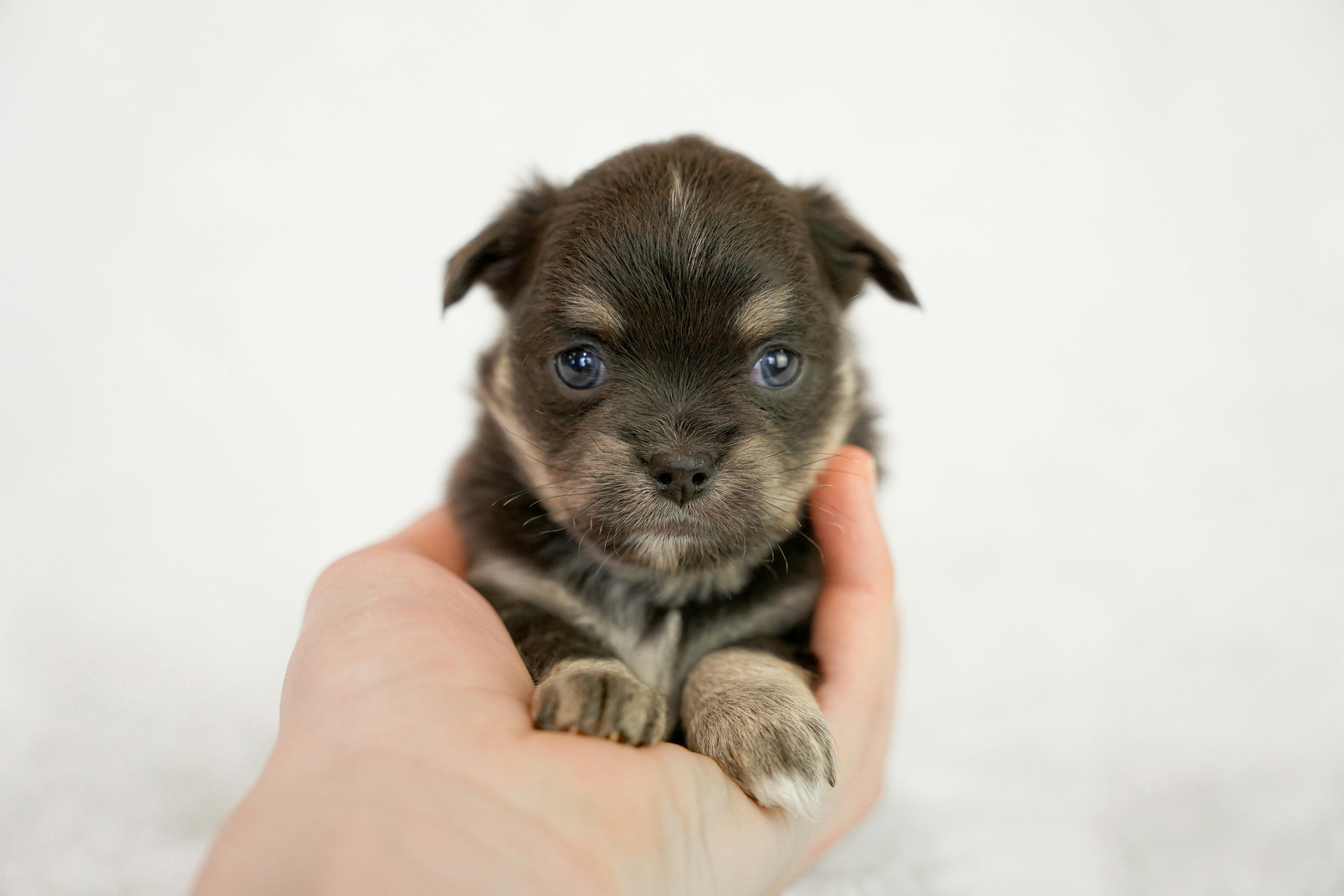 Puppy in Hand · Free Stock Photo