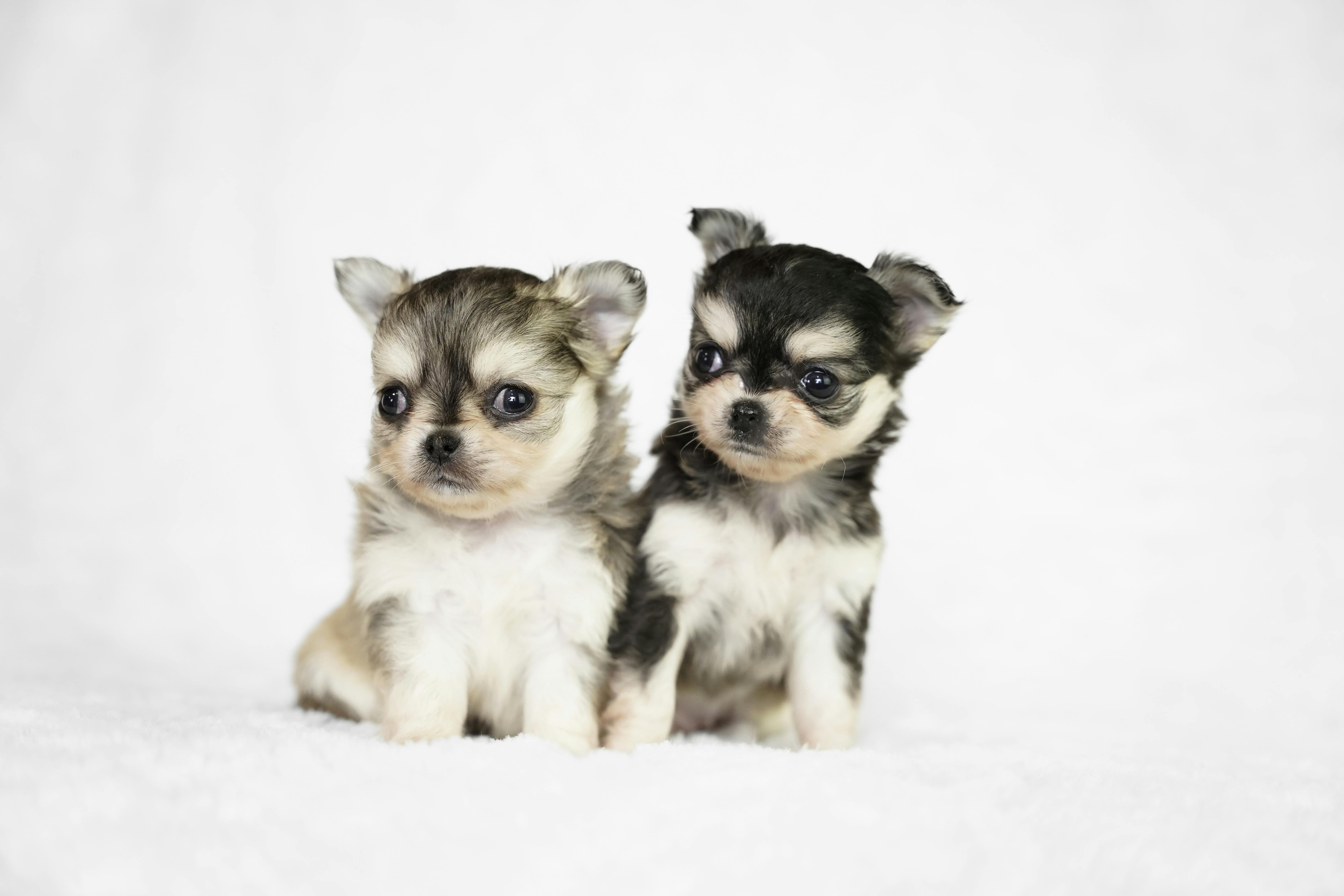 Two Little Puppies Sitting Together · Free Stock Photo