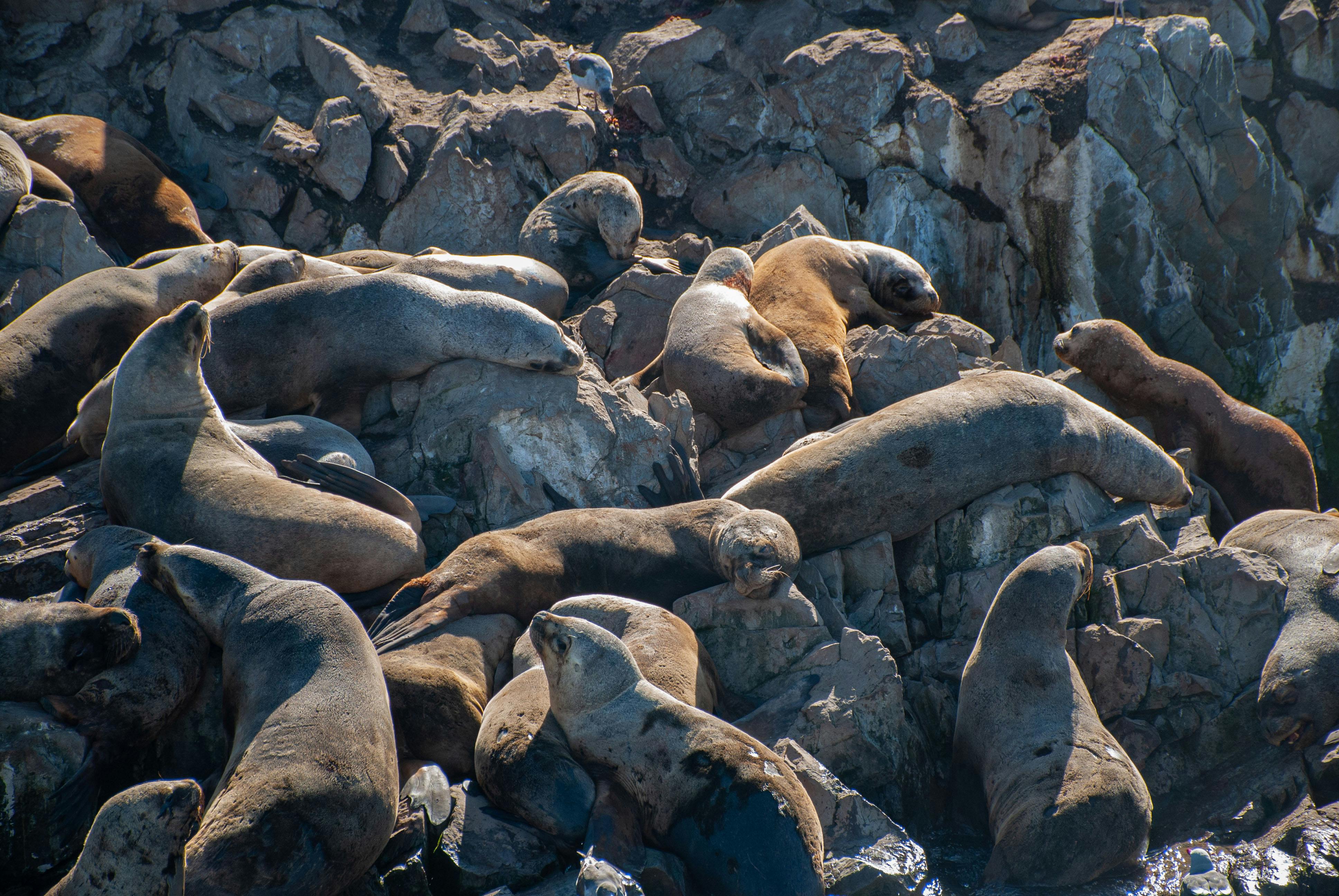 Lobo Photos, Download The BEST Free Lobo Stock Photos & HD Images