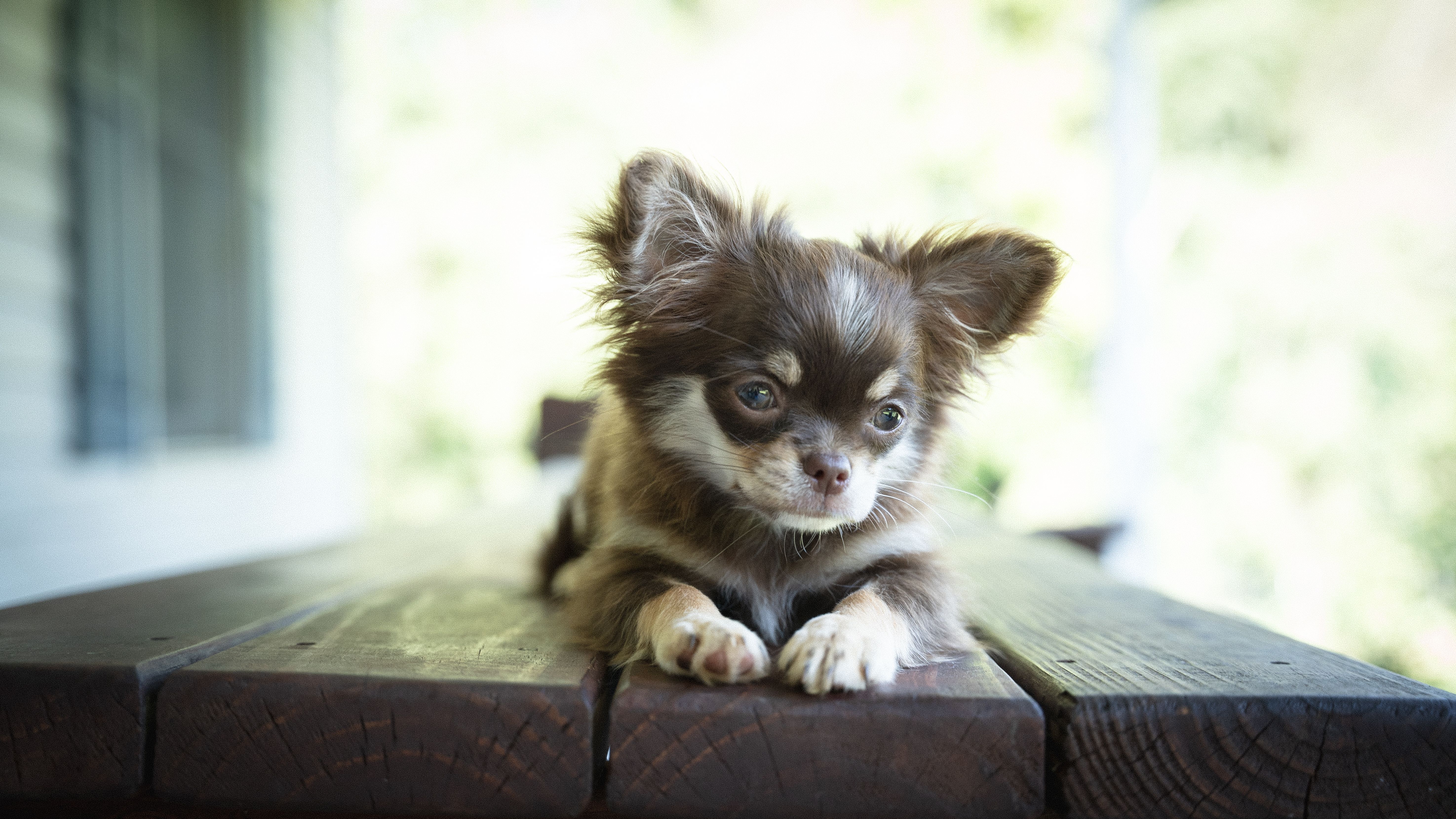 Foto de stock gratuita sobre adorable, al aire libre, amante de los ...