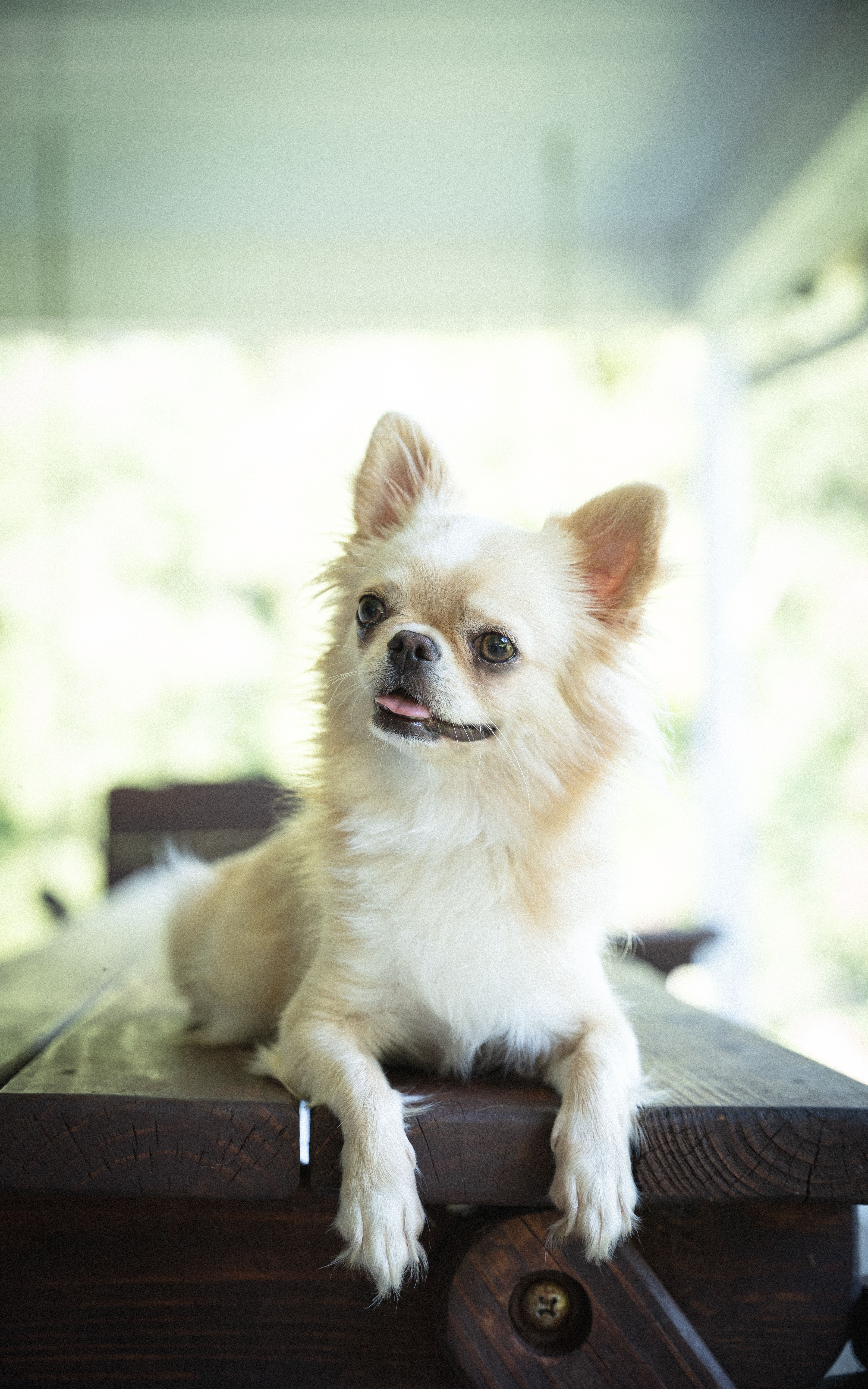 Dog With Fur Photos, Download The BEST Free Dog With Fur Stock Photos ...