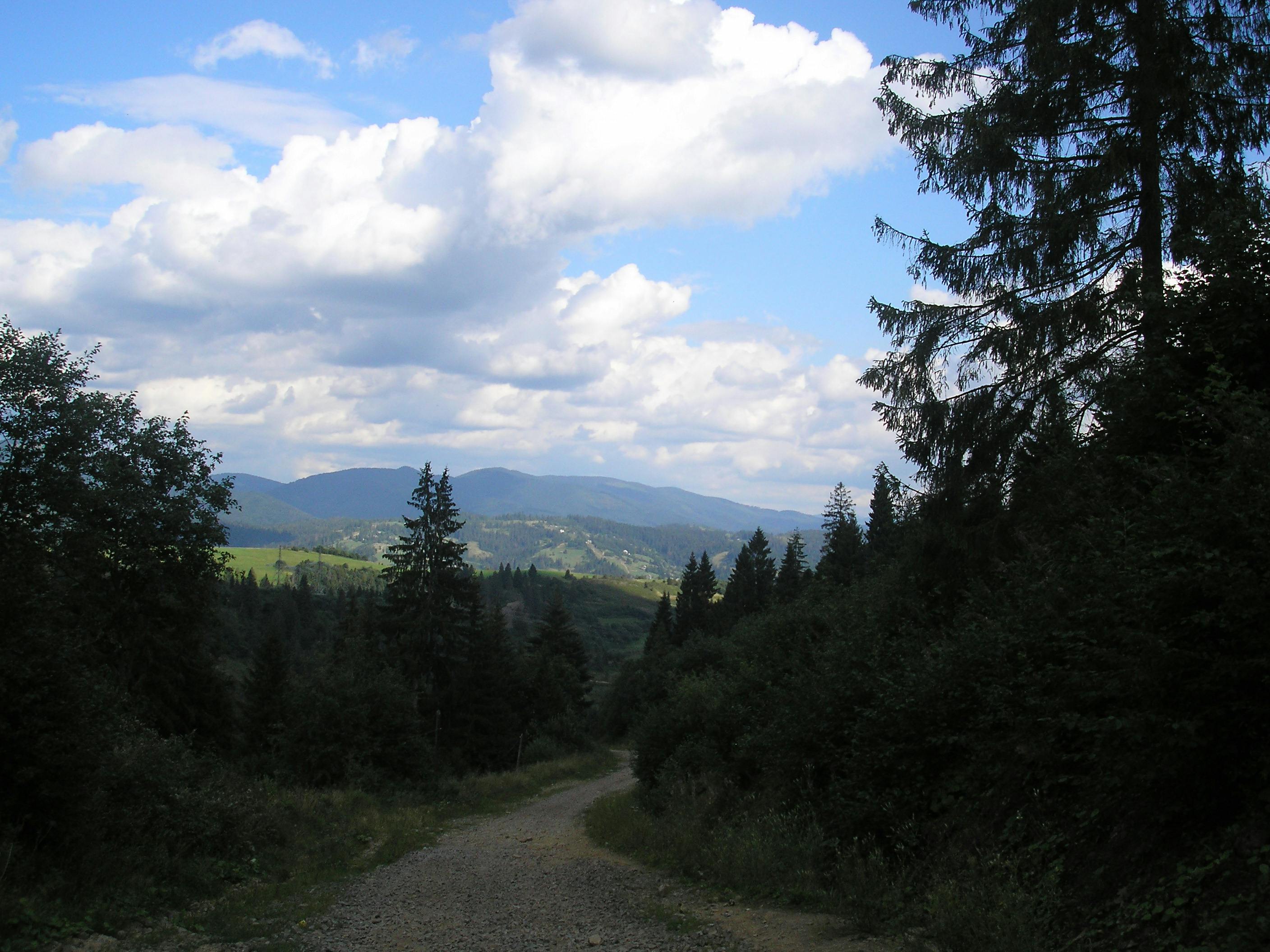 View of a Trail between Trees with View of Mountains in Distance · Free ...