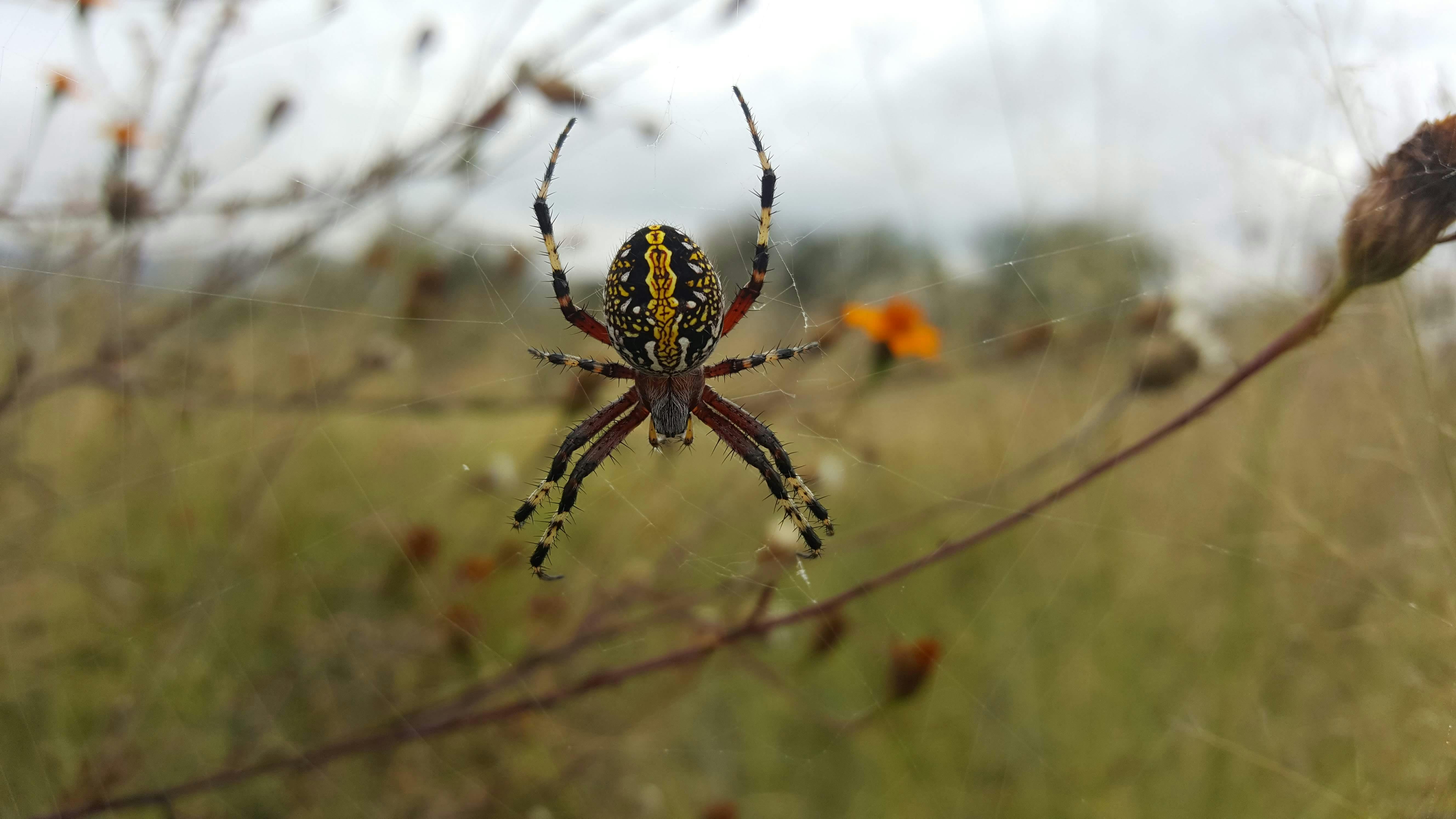 Free stock photo of spider