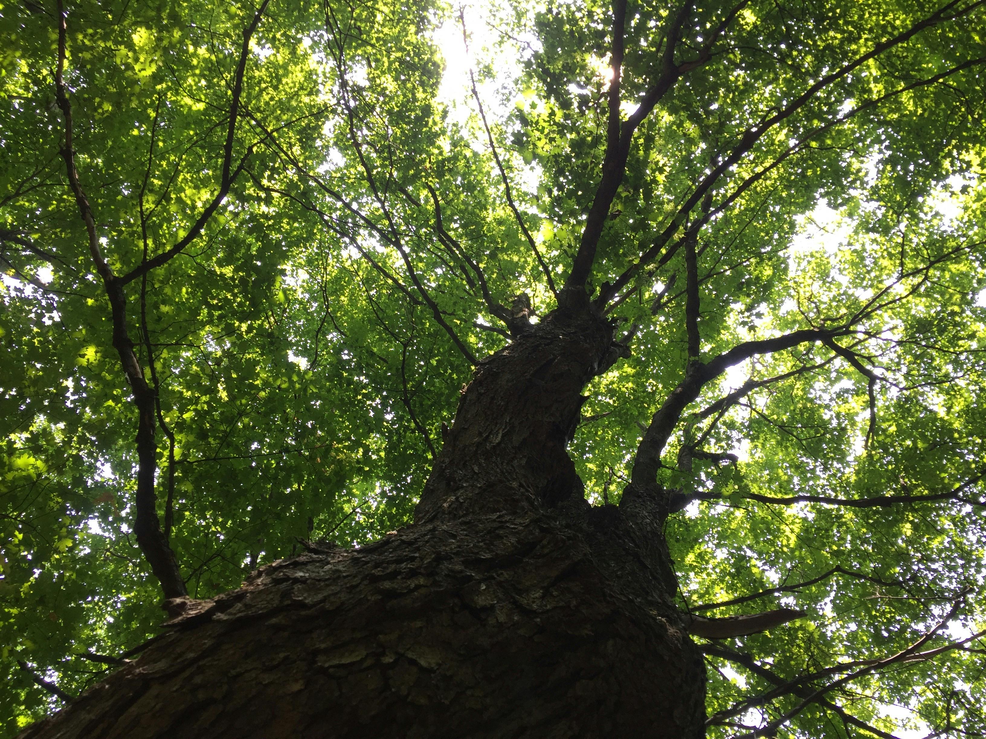 Low Angle Photography of Trees · Free Stock Photo