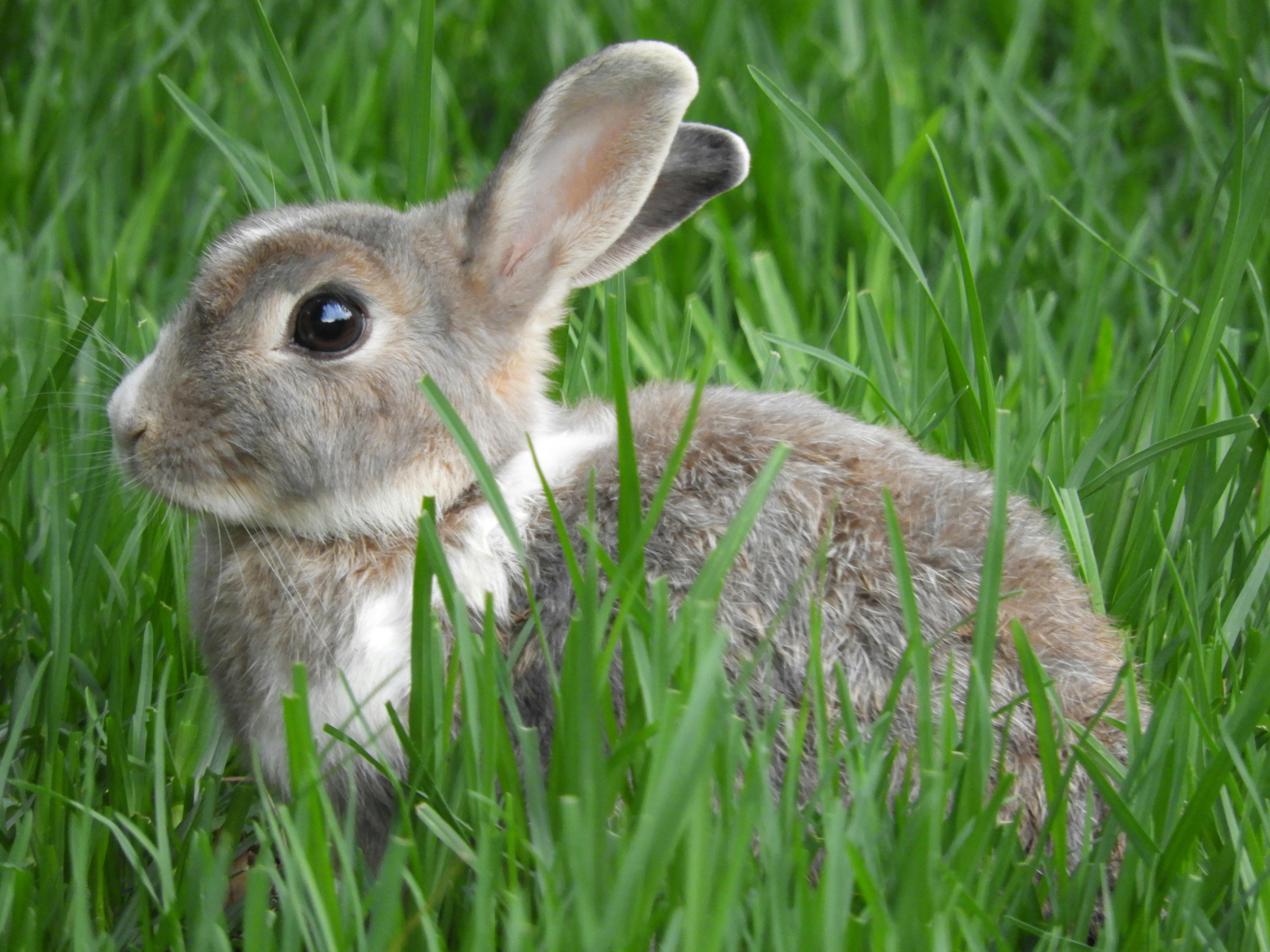 White Rabbit On Green Grass · Free Stock Photo