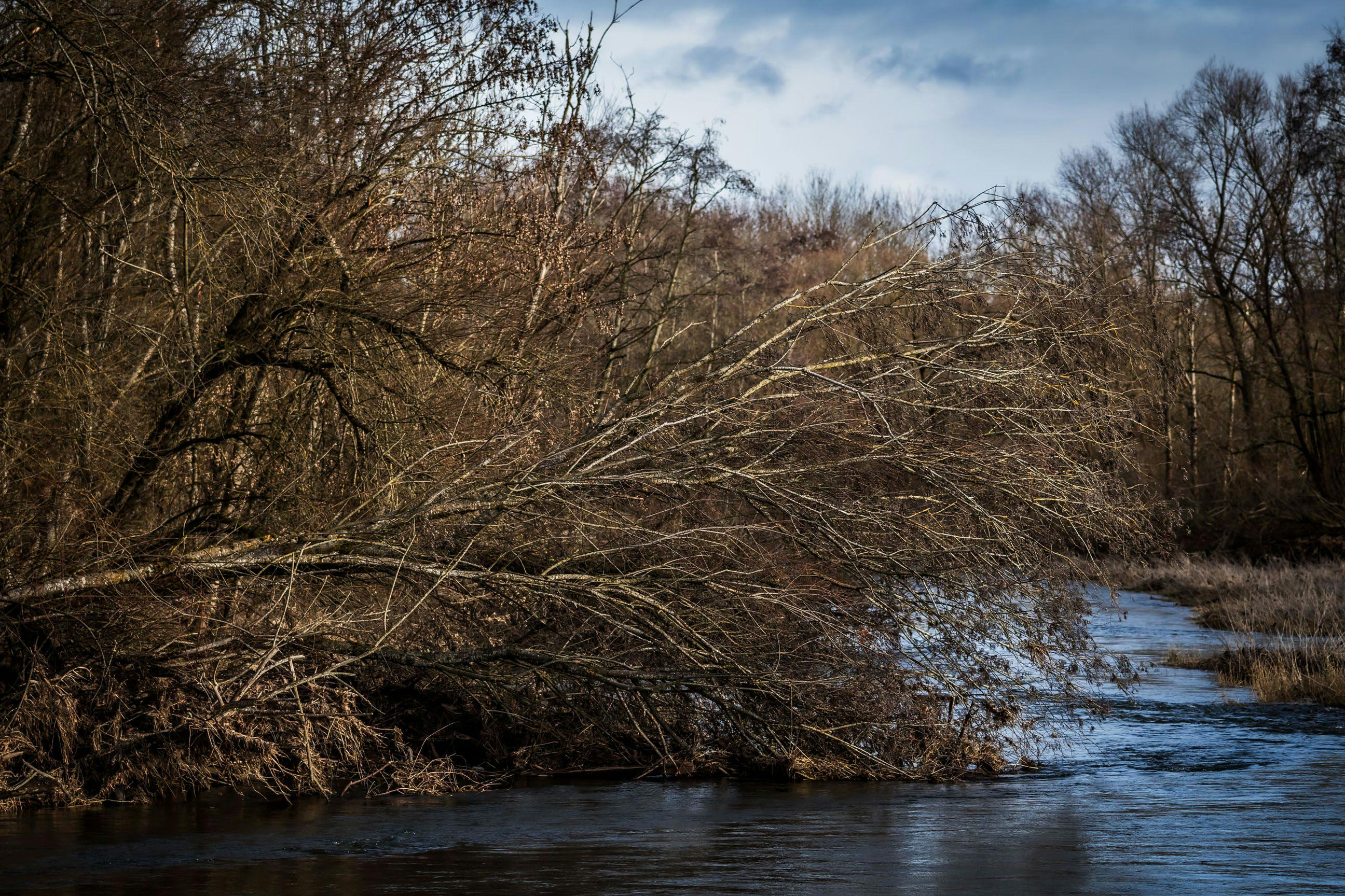 Toppled Tree on River in Autumn · Free Stock Photo