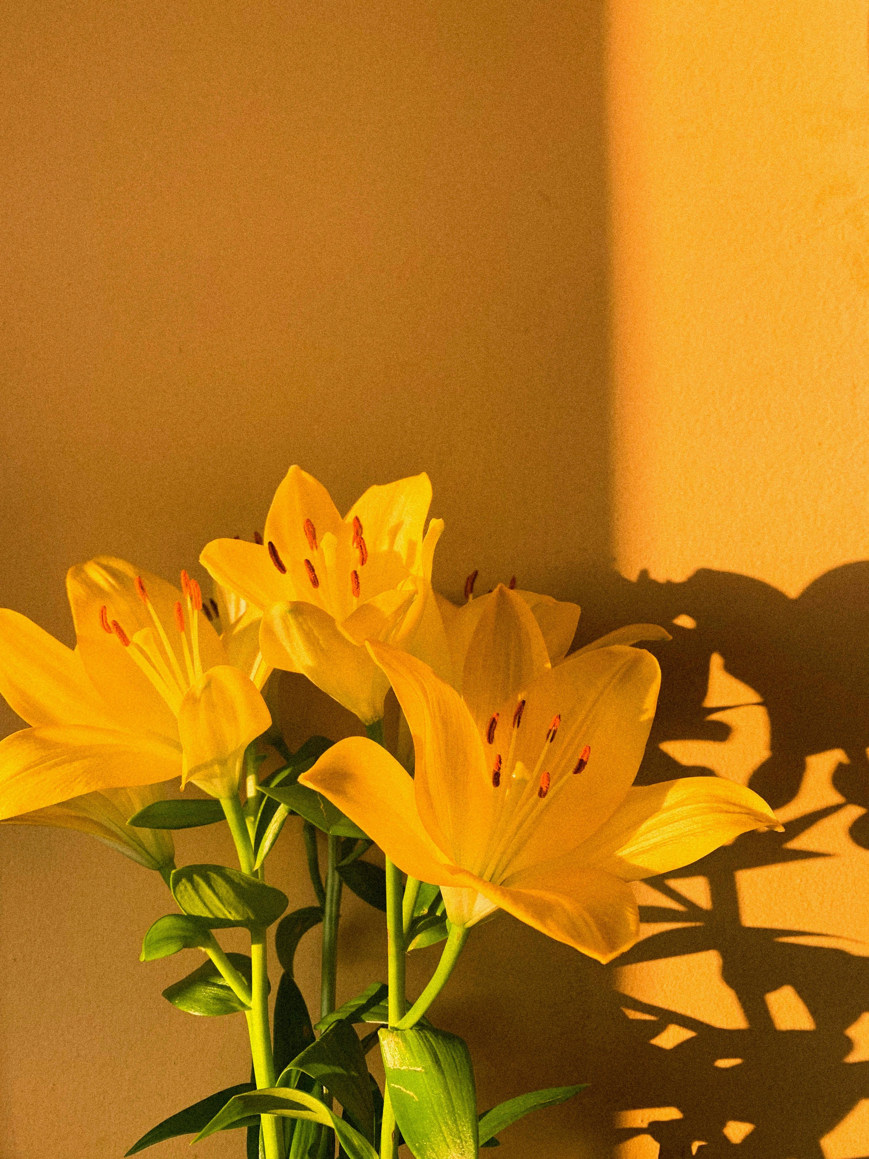 Yellow Easter Lilies · Free Stock Photo