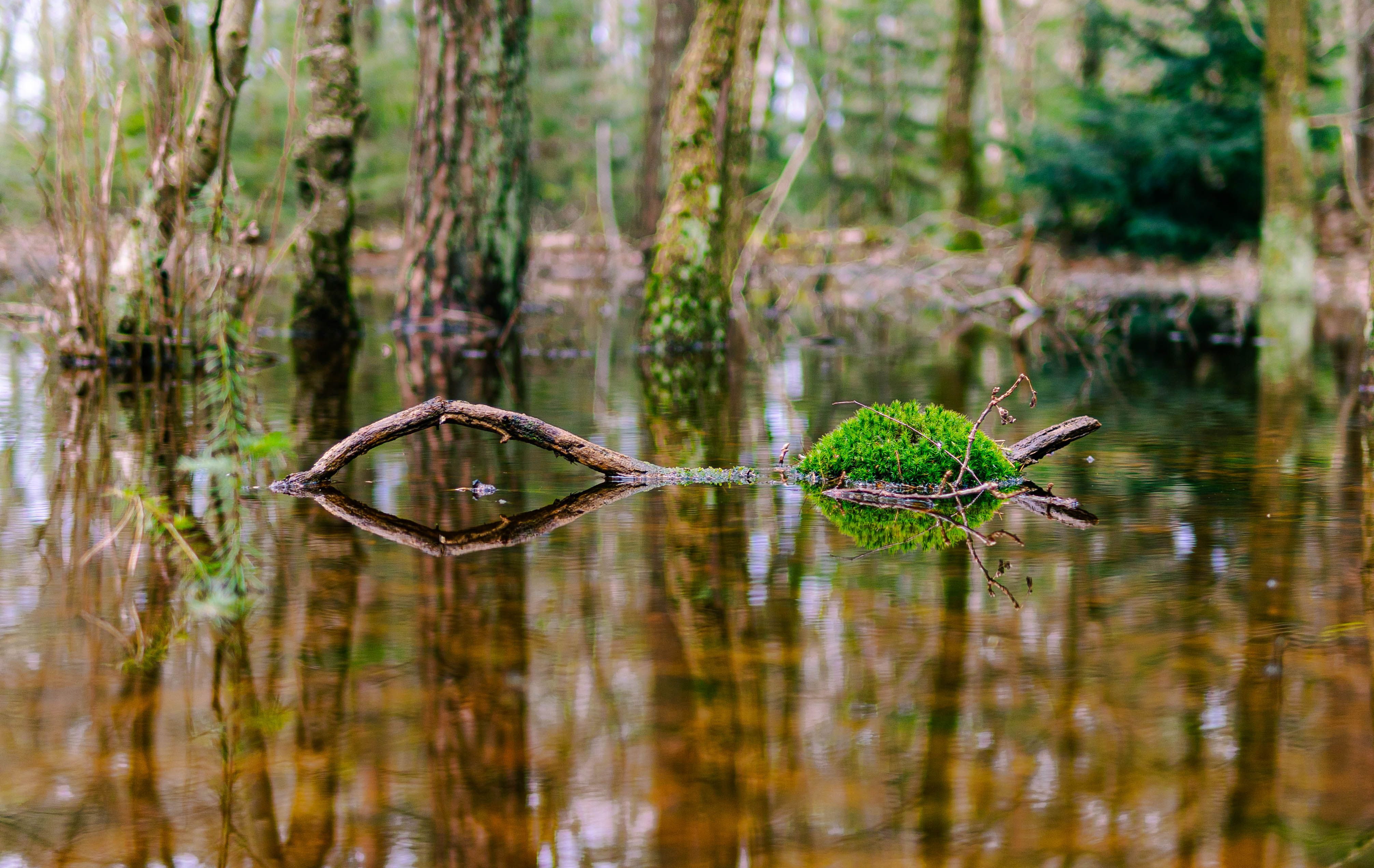 Mossy Branches Sticking out of a Forest Pond · Free Stock Photo