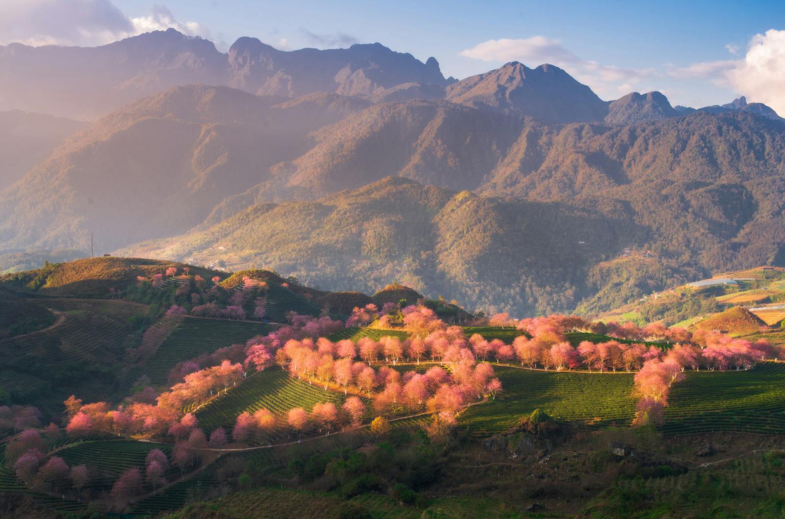 Treeline Photos, Download The BEST Free Treeline Stock Photos & HD Images