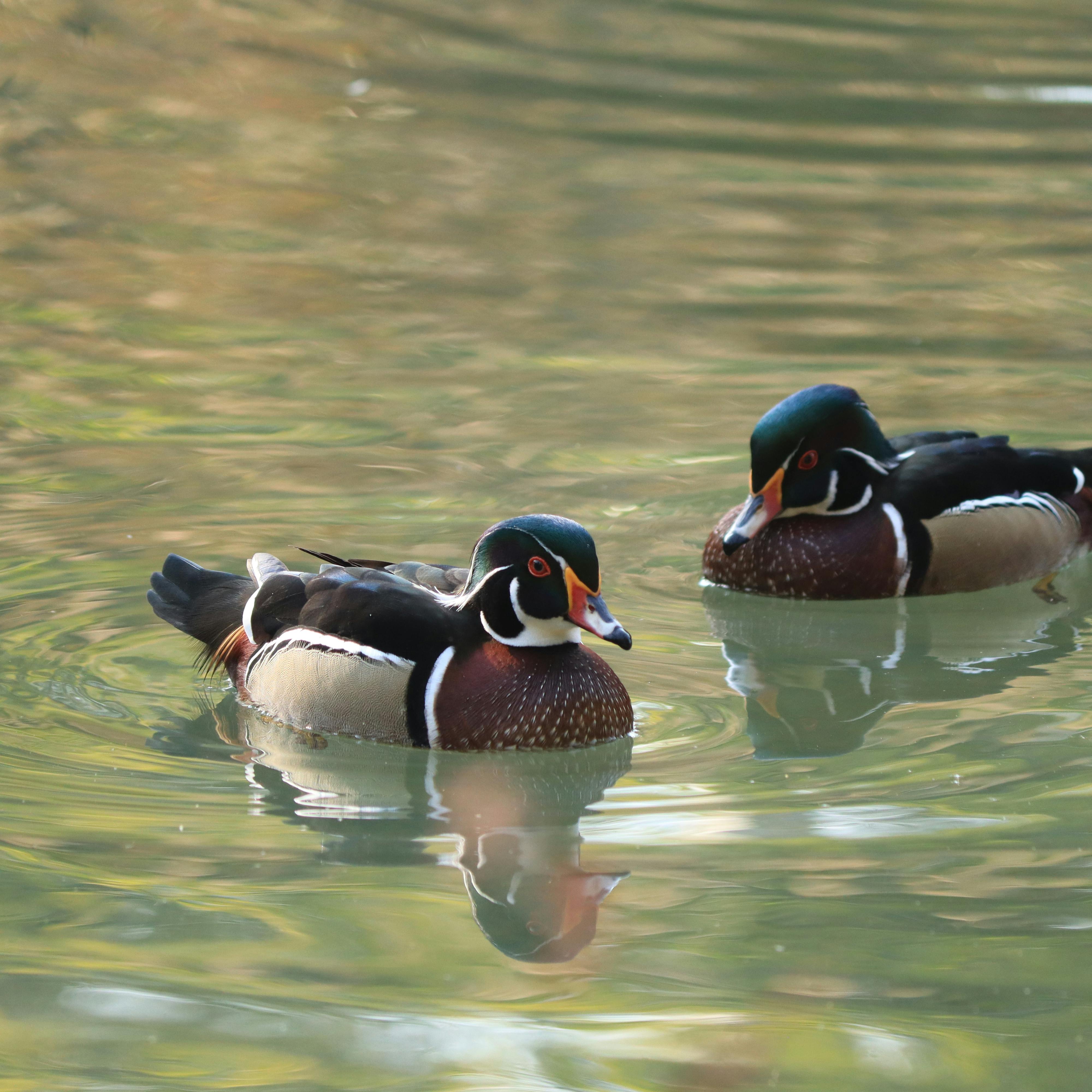 Varinder Kumar Kumar - Fotografía