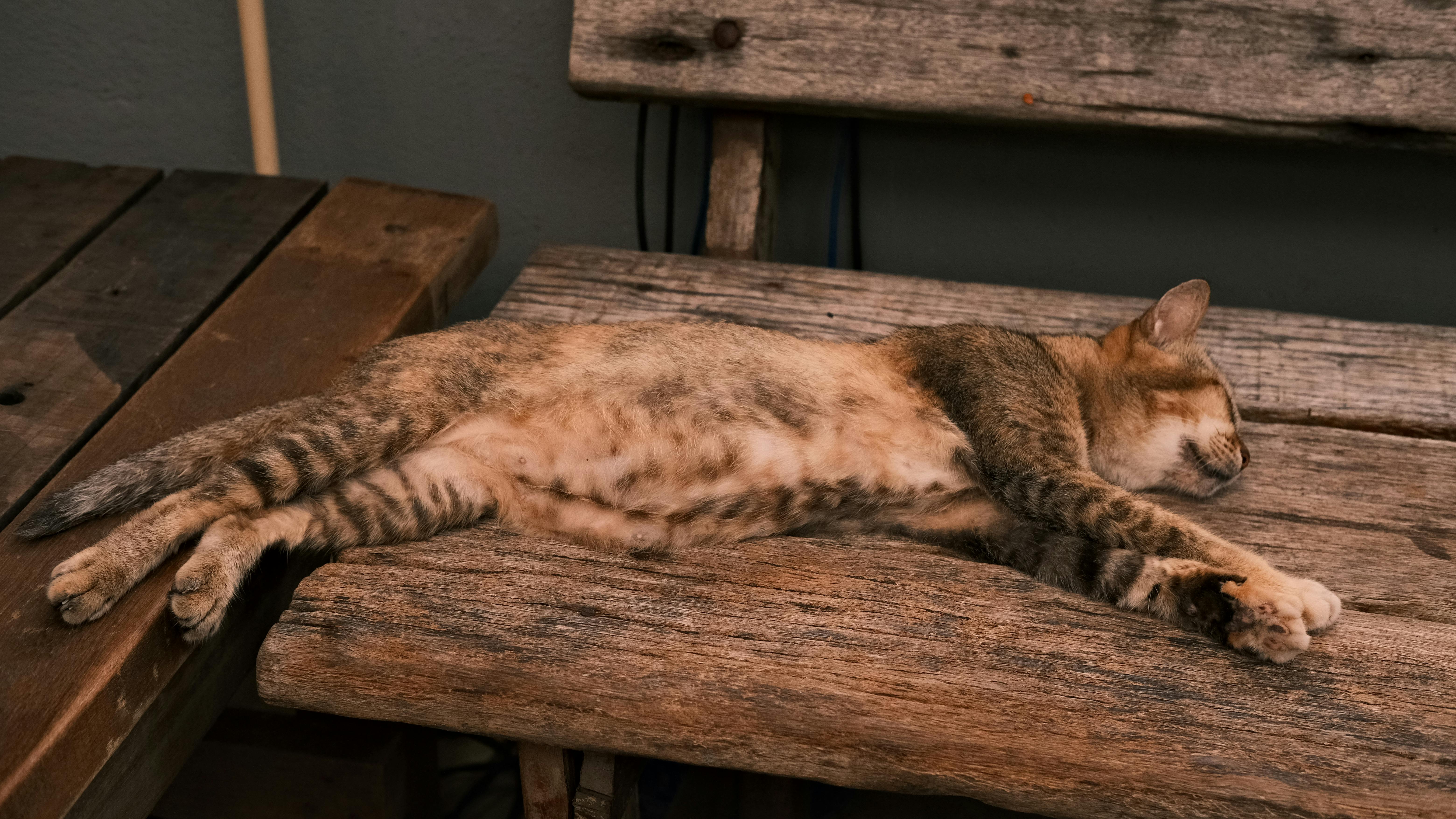 Foto de stock gratuita sobre #interior, acogedor, acostado, adorable ...