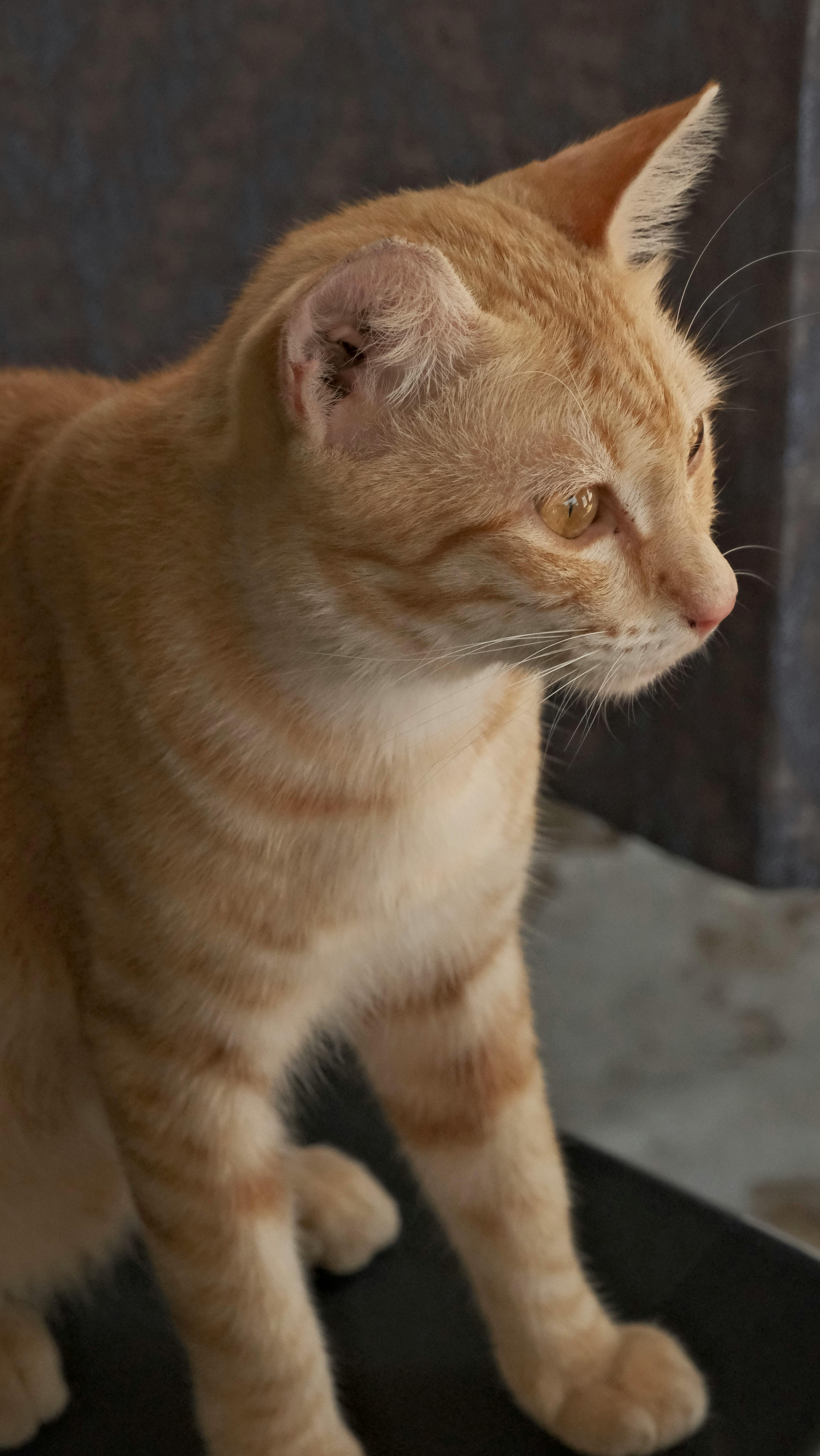 Ginger Cat Head · Free Stock Photo