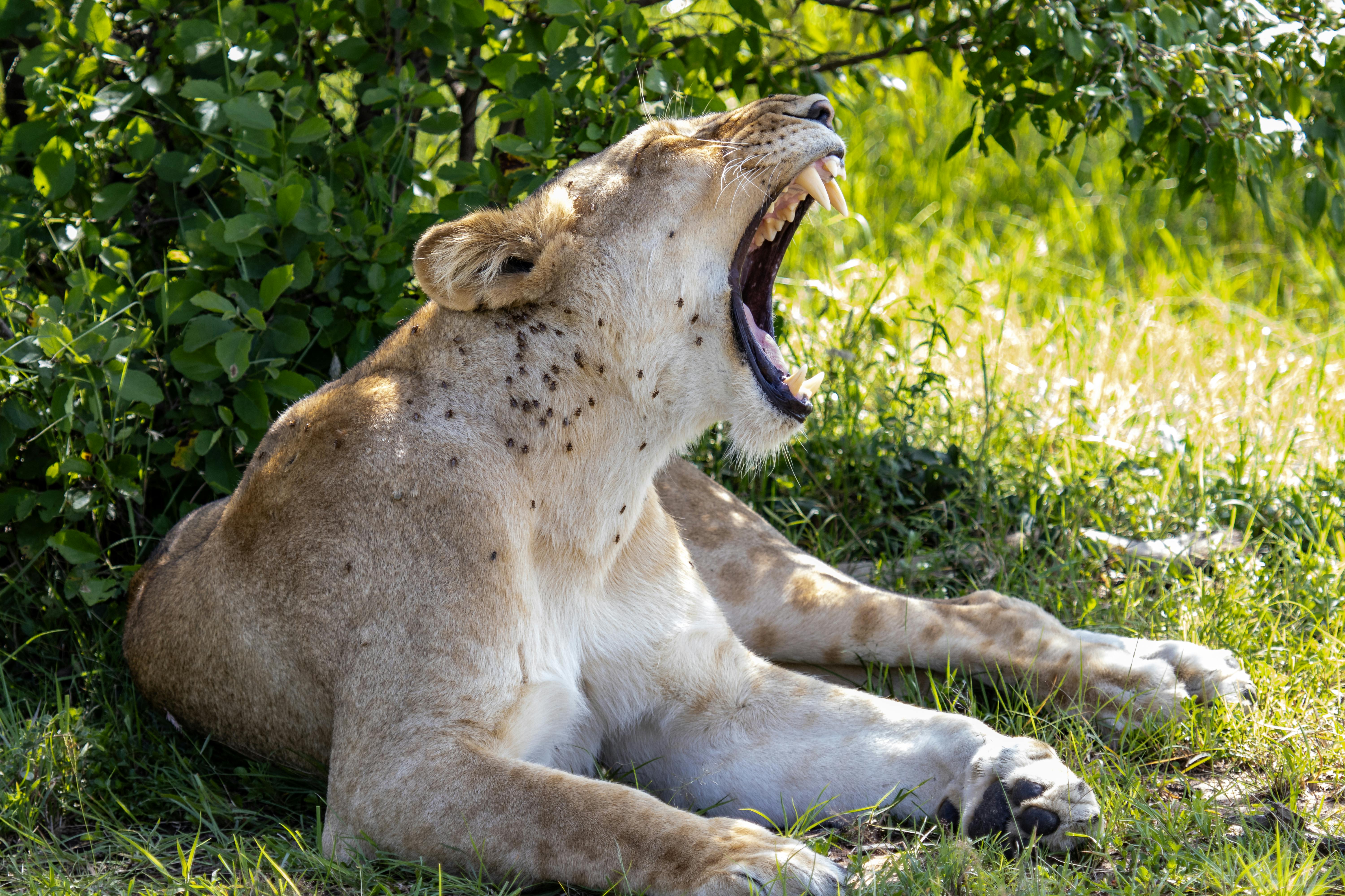 Foto stok gratis tentang afrika, alam, alam liar, binatang buas, cagar ...