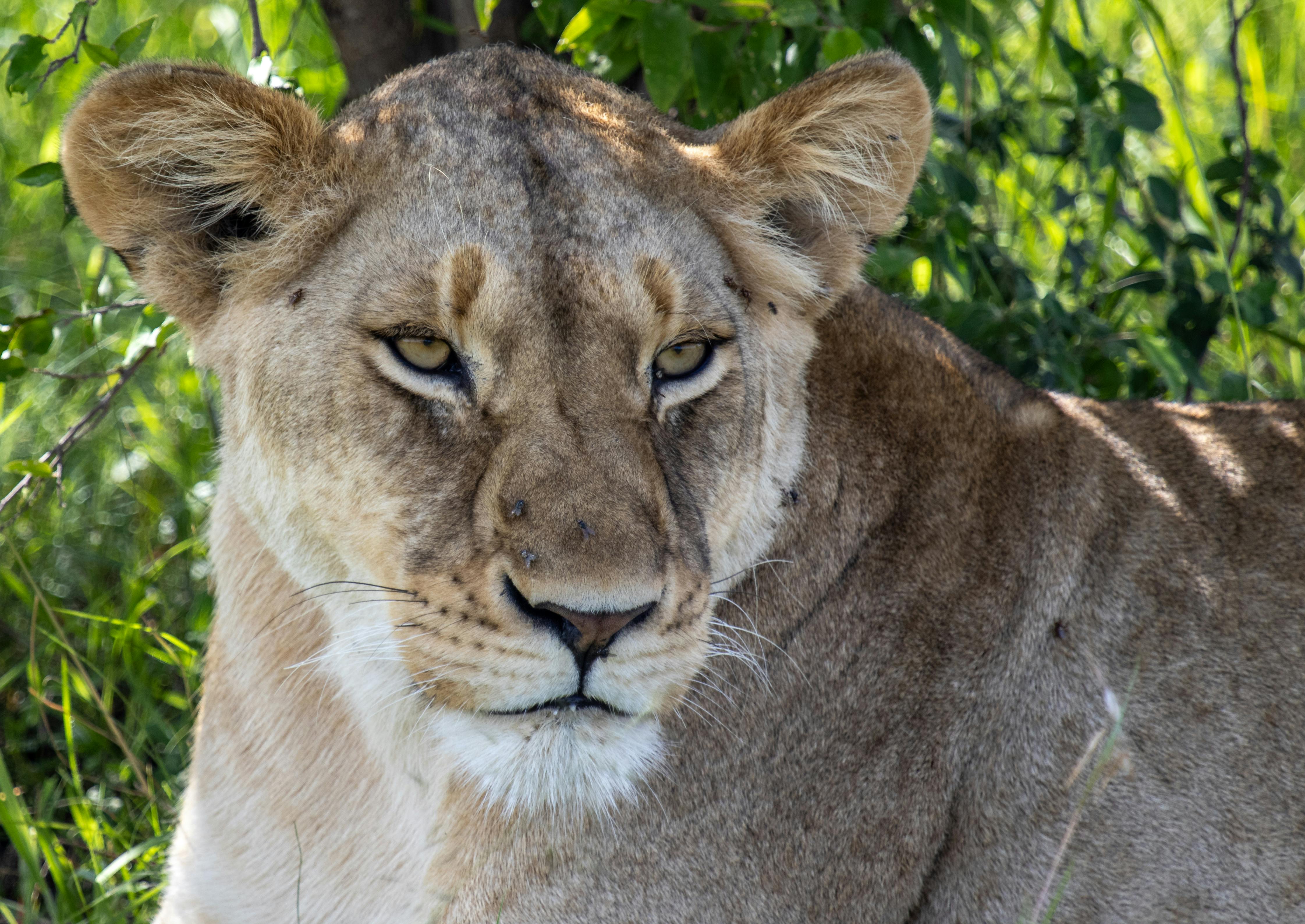 Head of Lioness · Free Stock Photo
