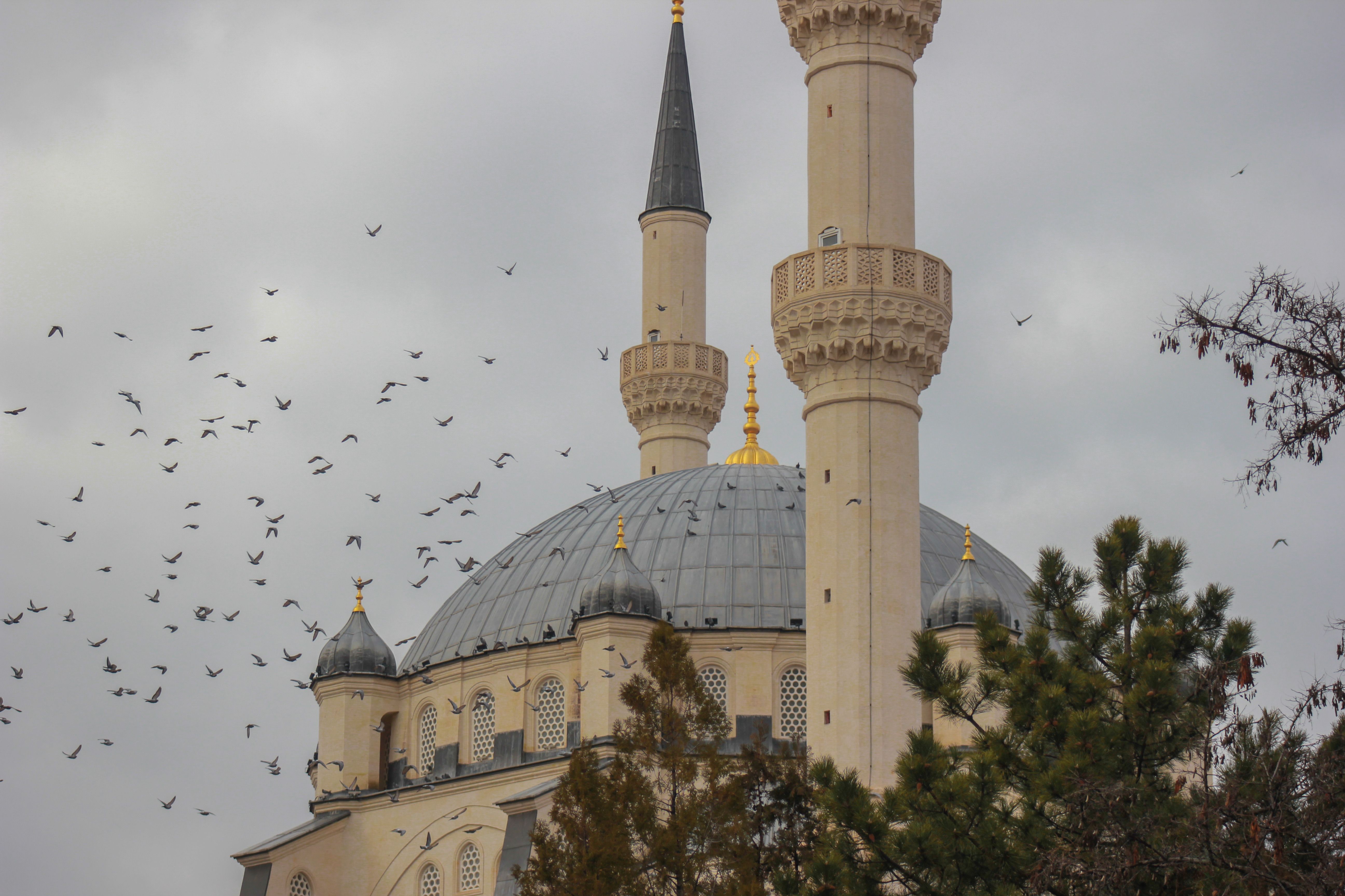 Birds Flying over Mosque in Turkey · Free Stock Photo