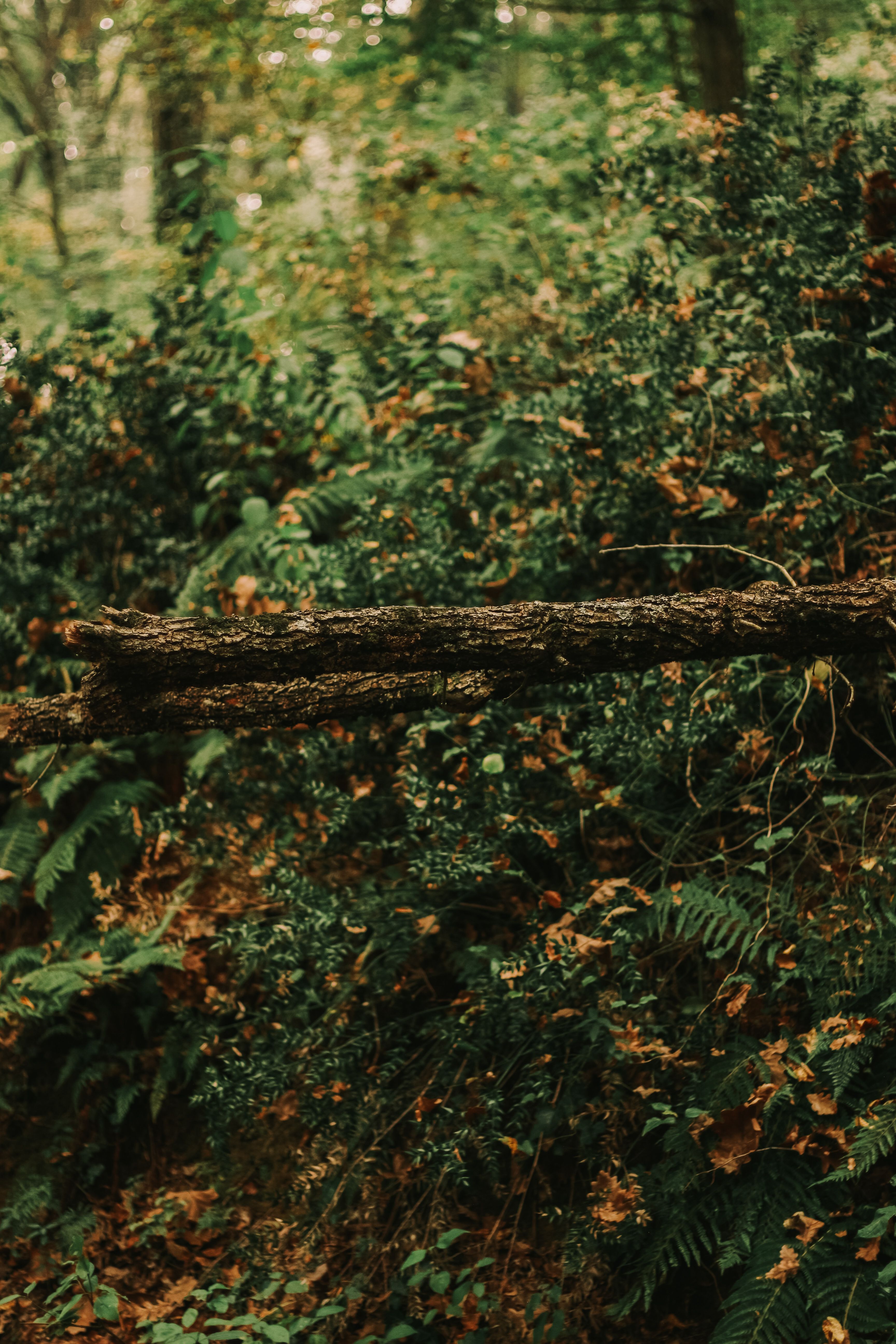 Green Trees and Bushes in Forest · Free Stock Photo