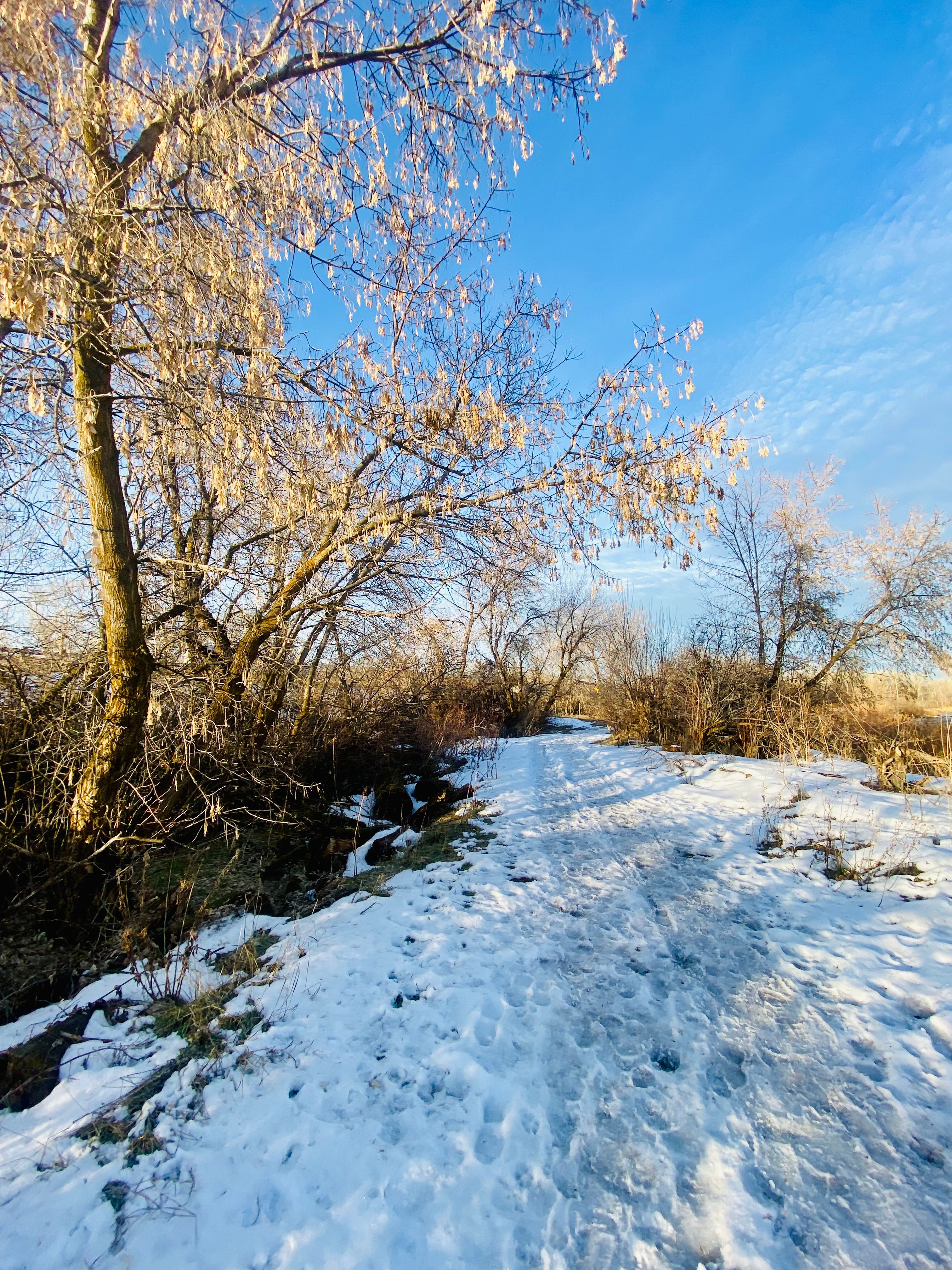 Snow on Footpath among Trees in Winter · Free Stock Photo