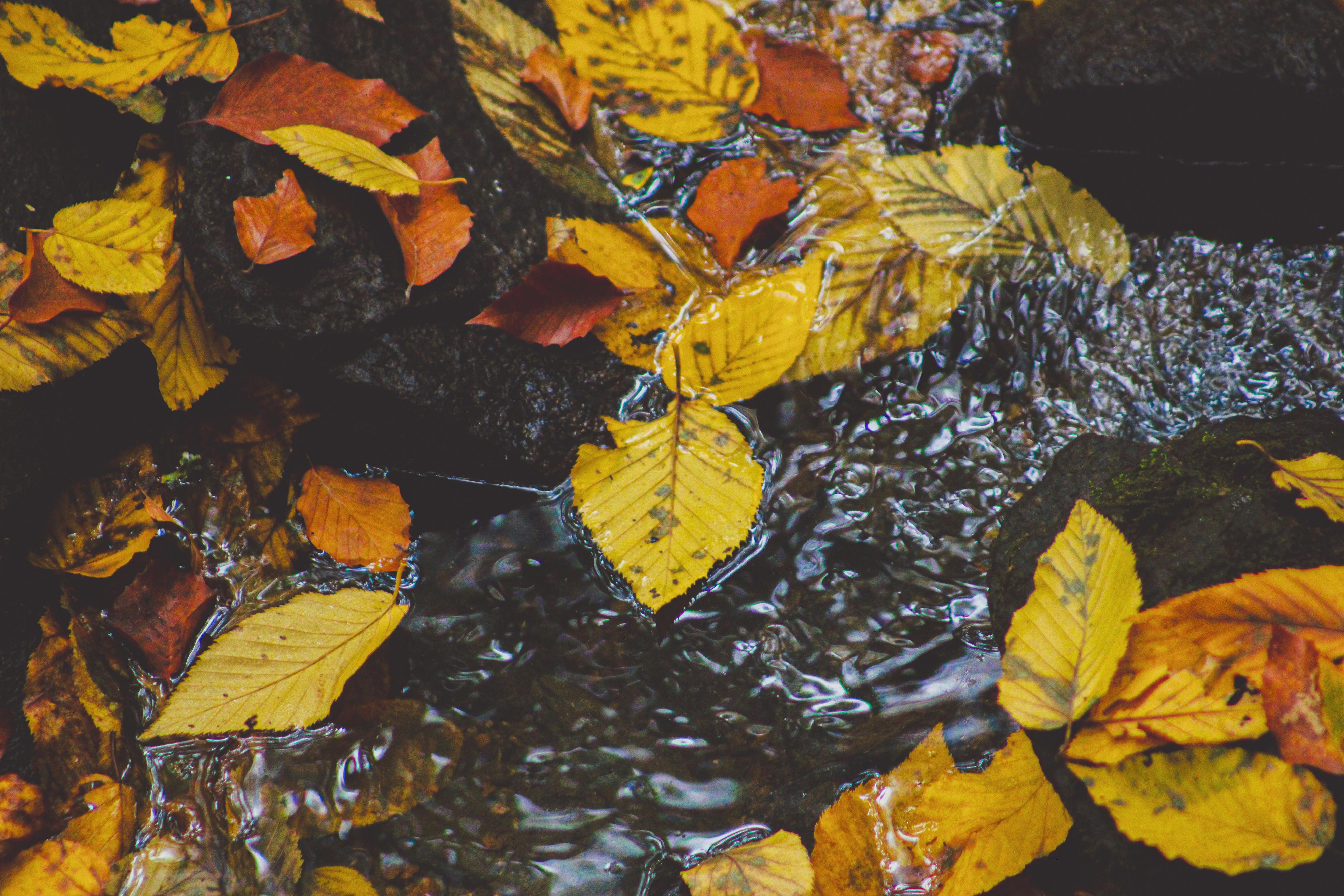Fall Leaves · Free Stock Photo