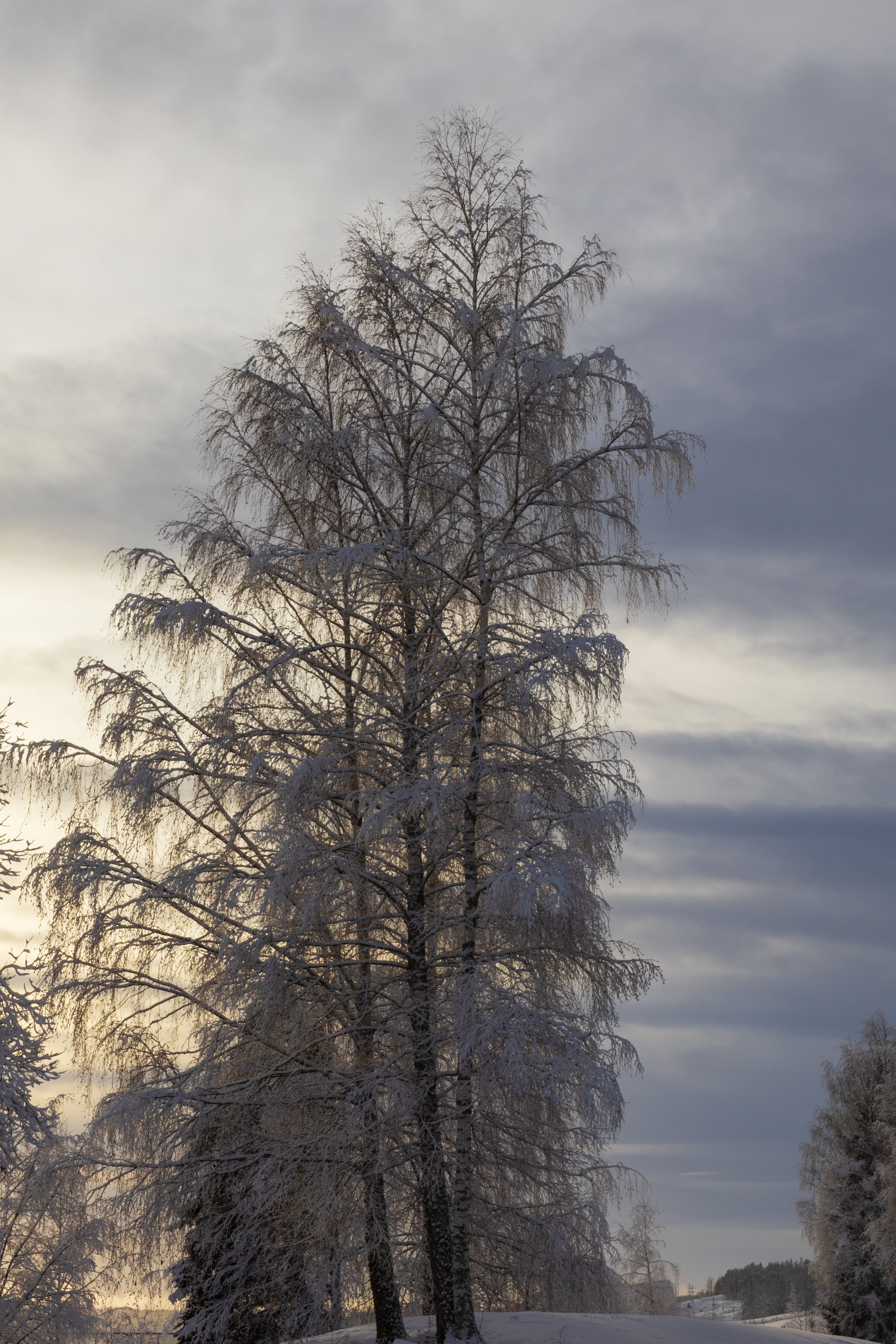 Snow on Tree at Sunset · Free Stock Photo