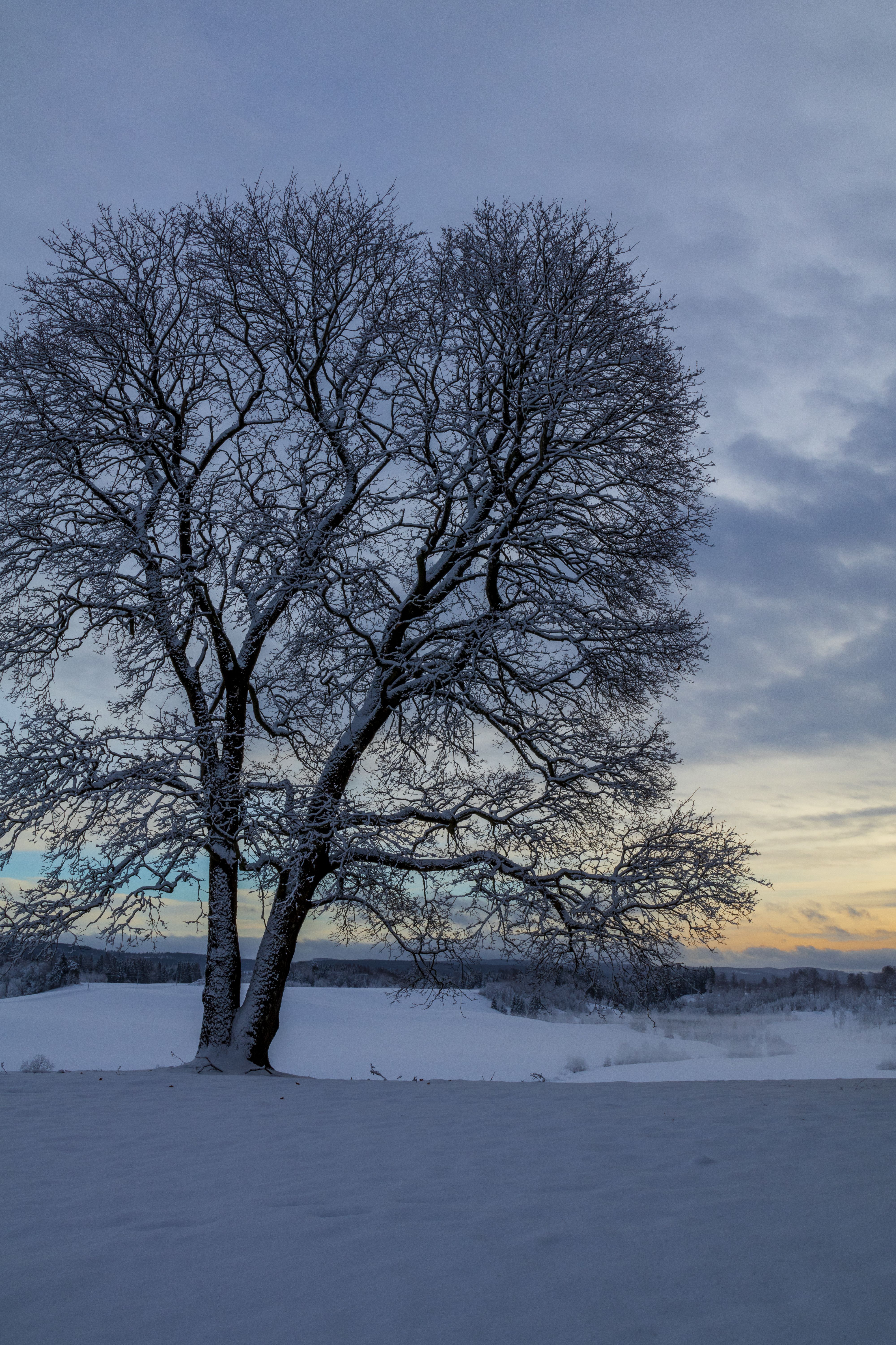 Tree in Snow at Sunset in Winter · Free Stock Photo