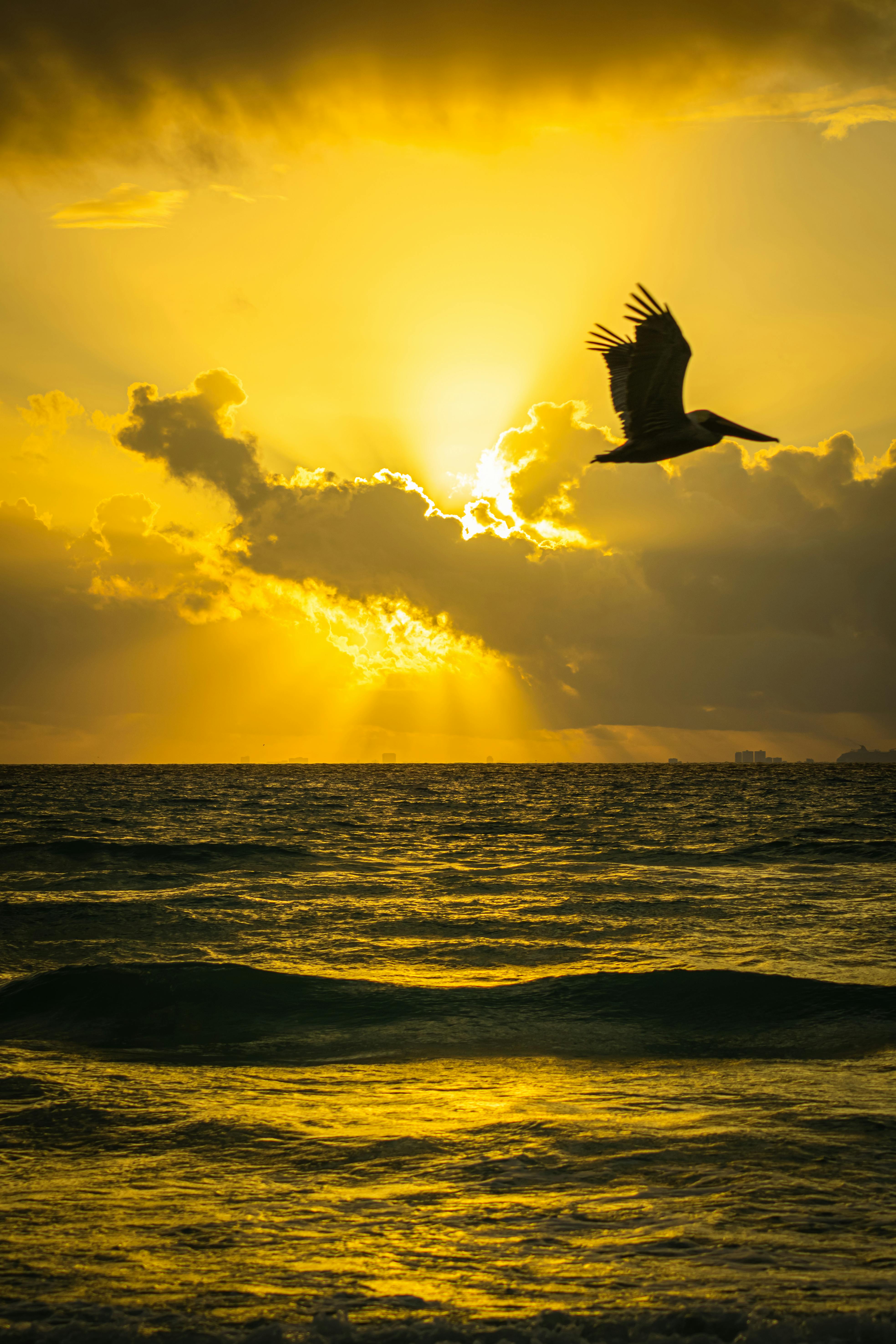 Yellow Sky over Sea Shore with Flying Bird · Free Stock Photo