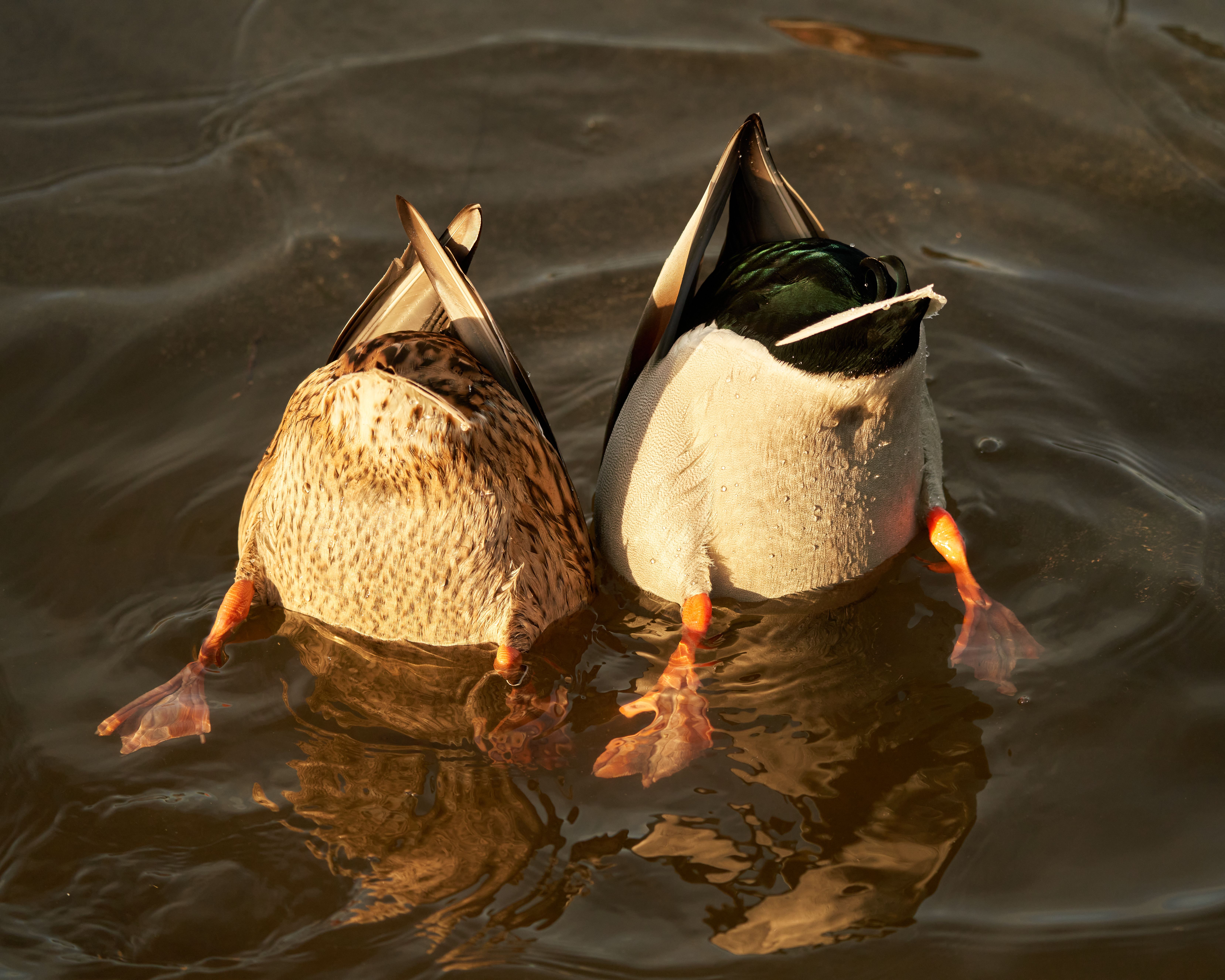 Close-up of Two Diving Ducks · Free Stock Photo