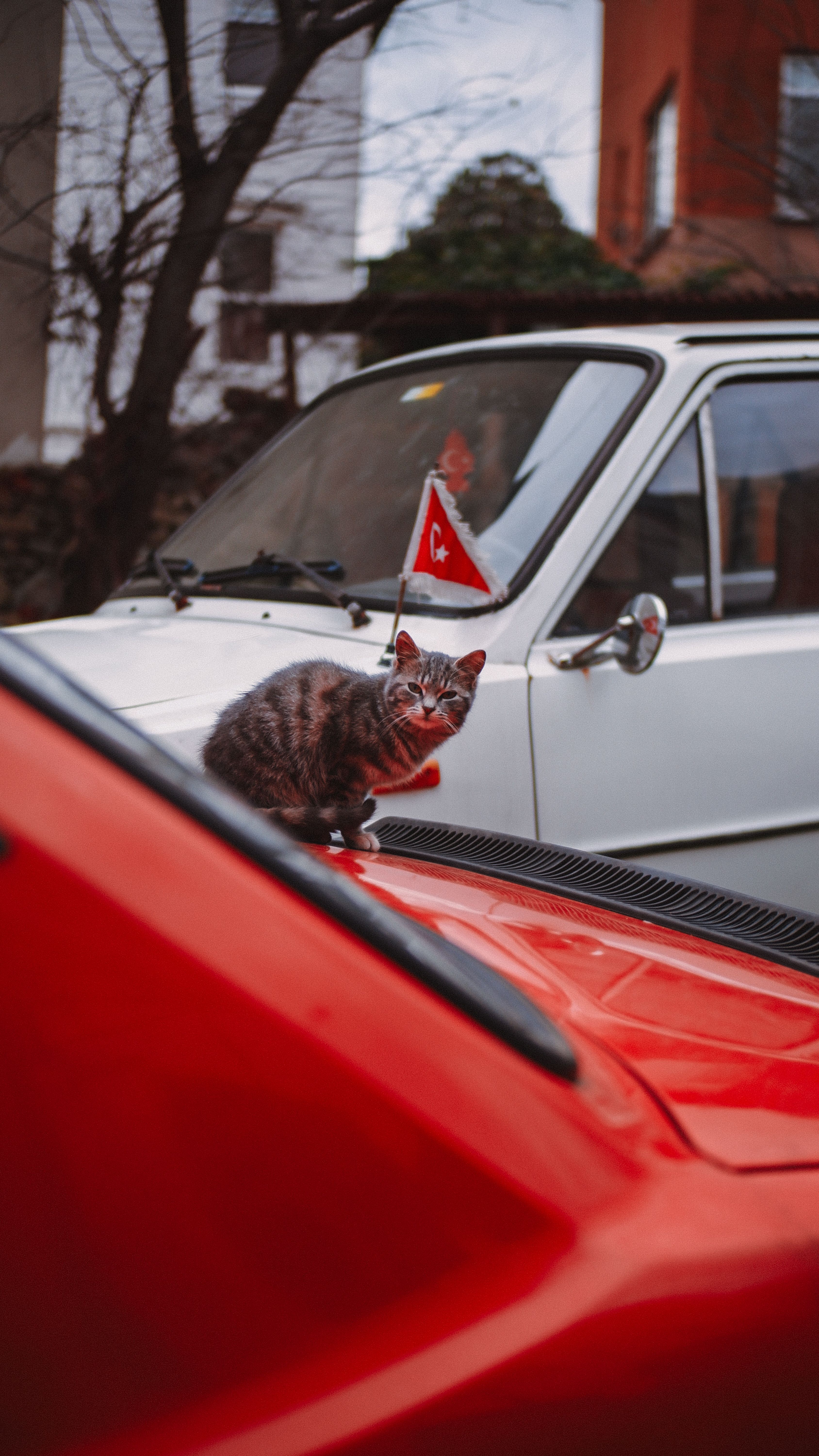 Cat In Hood Photos, Download The BEST Free Cat In Hood Stock Photos ...