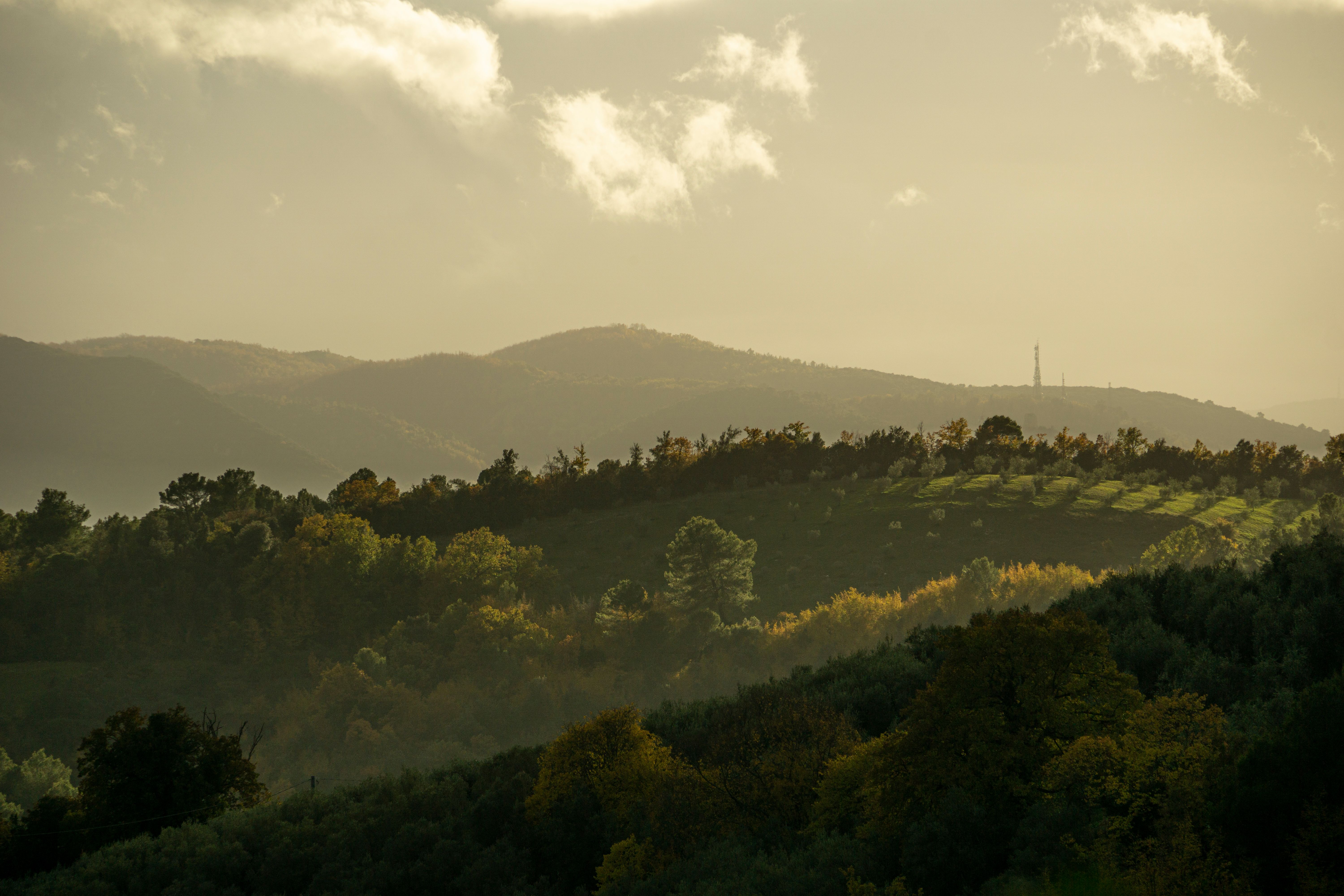 Trees in Forest at Sunset · Free Stock Photo