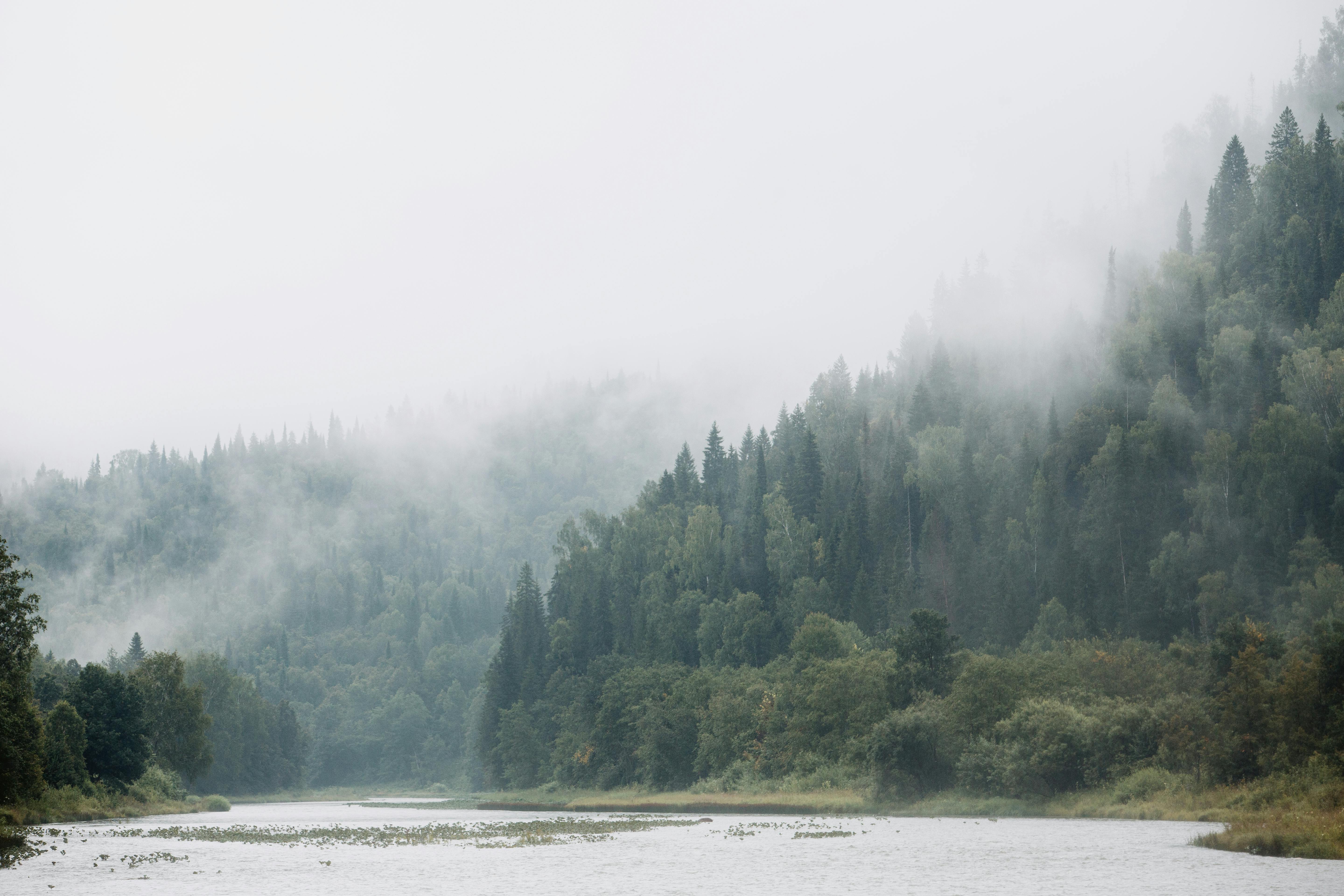 Fog over River in Forest · Free Stock Photo