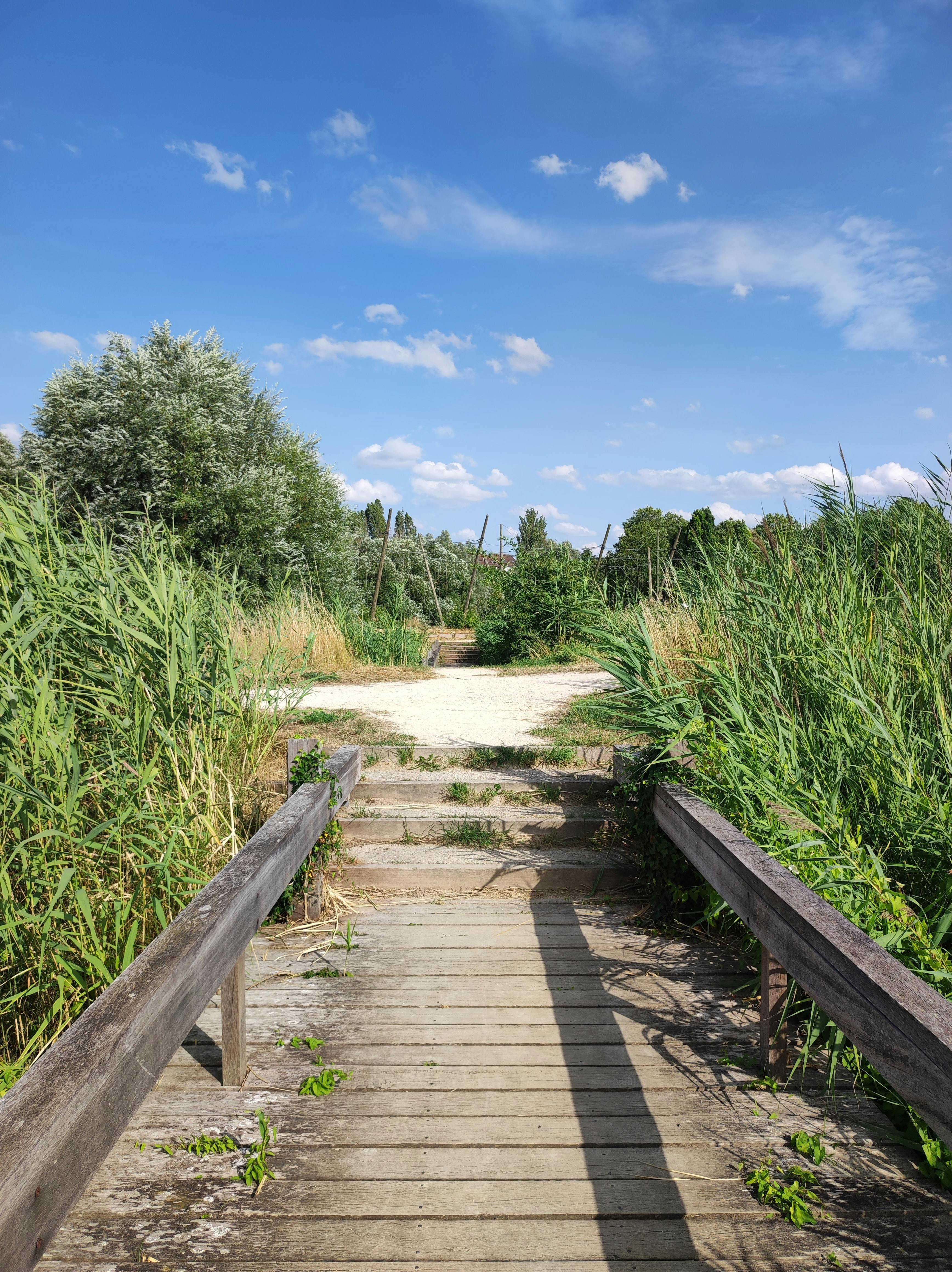 Boardwalk among Green Reeds · Free Stock Photo