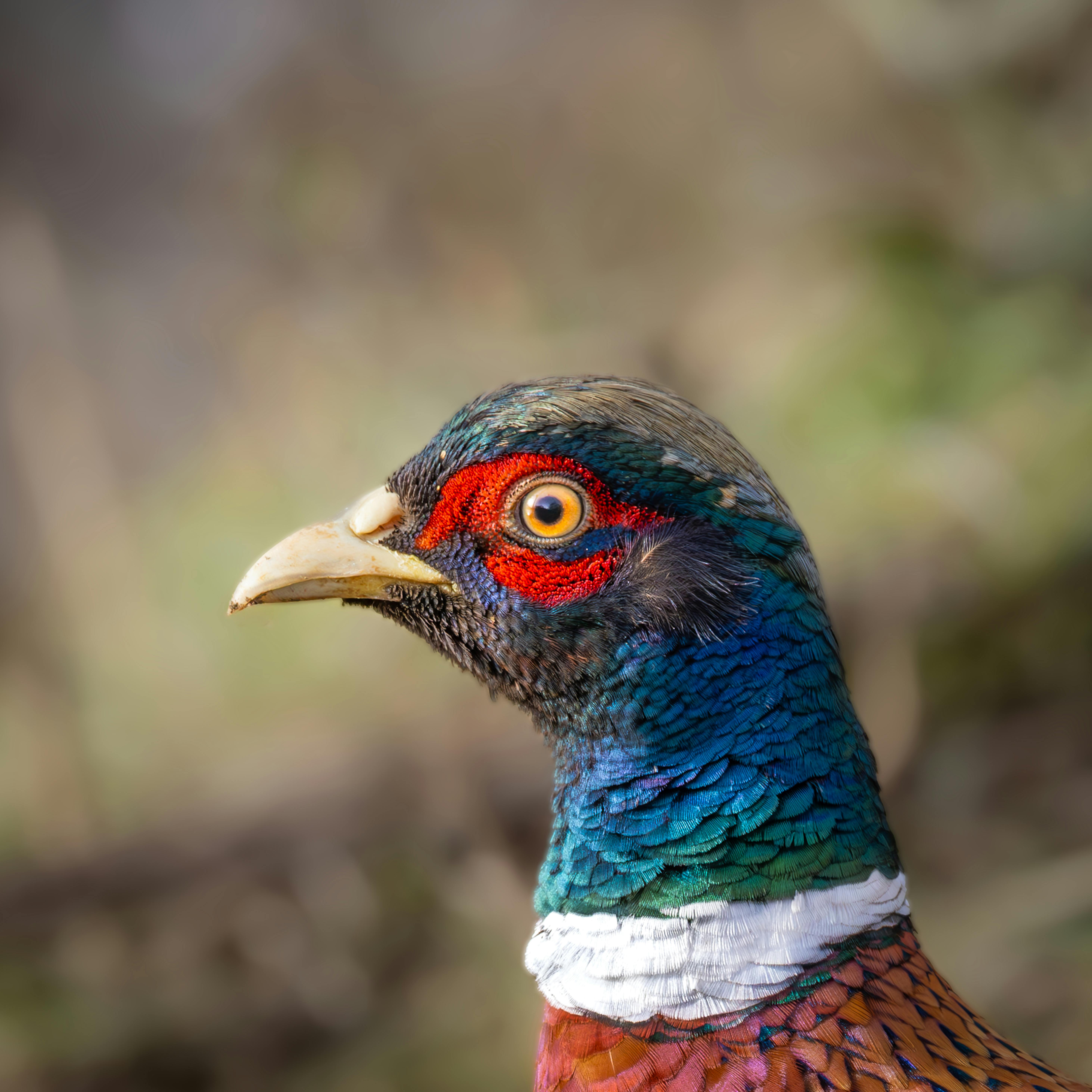Colorful Pheasant Head · Free Stock Photo