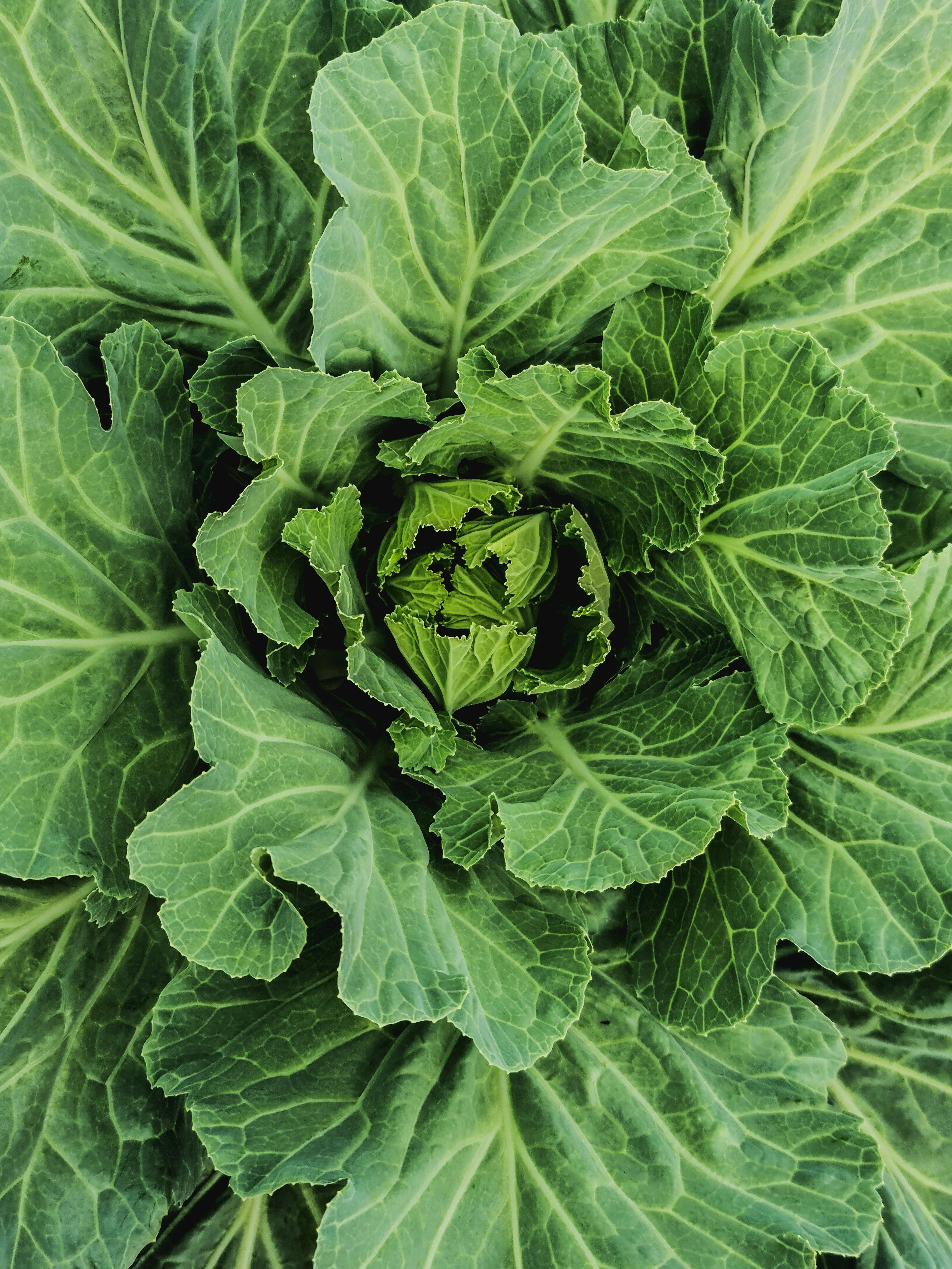Focus Photography of Green Cabbage · Free Stock Photo