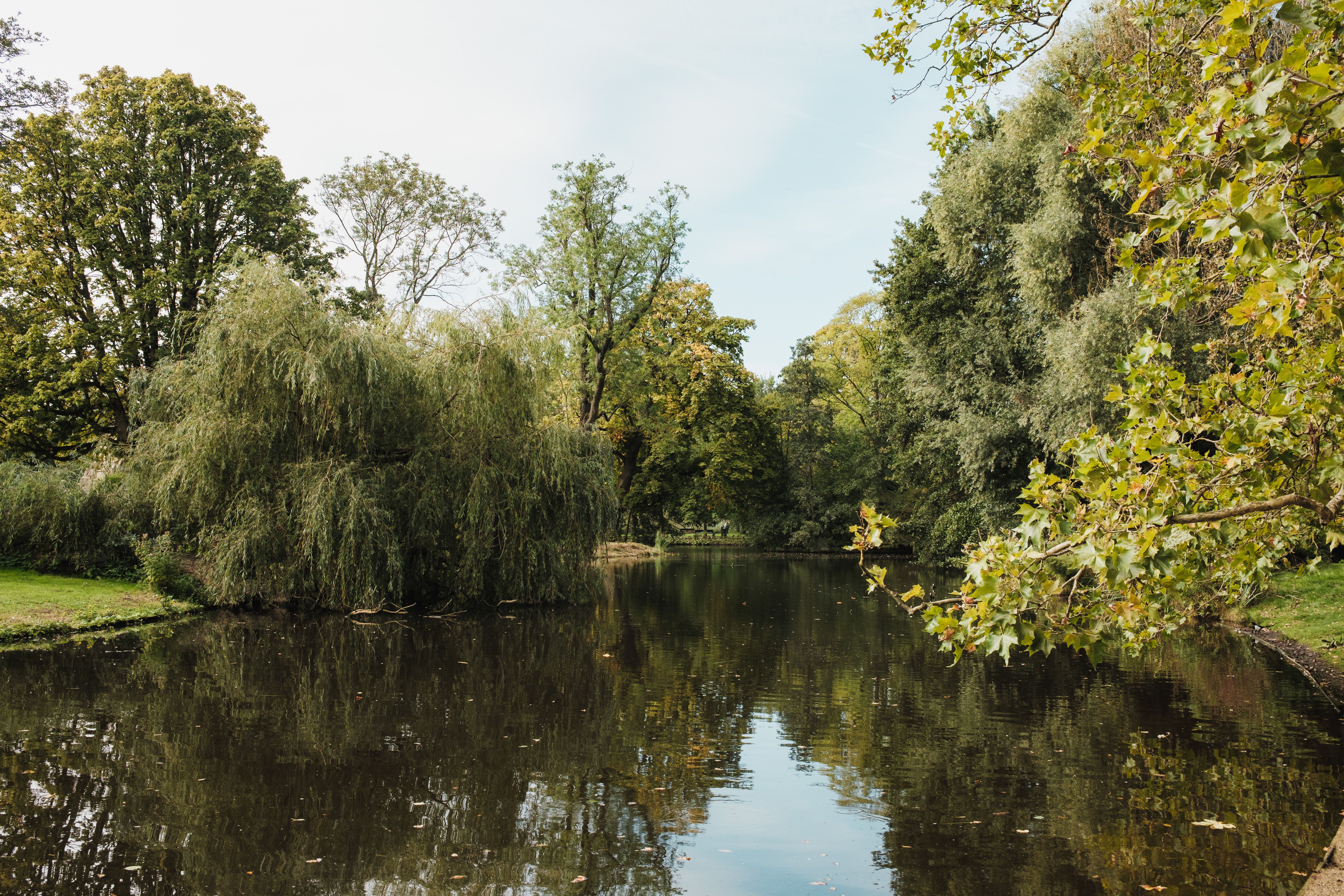 Willow Tree by Pond in Park · Free Stock Photo
