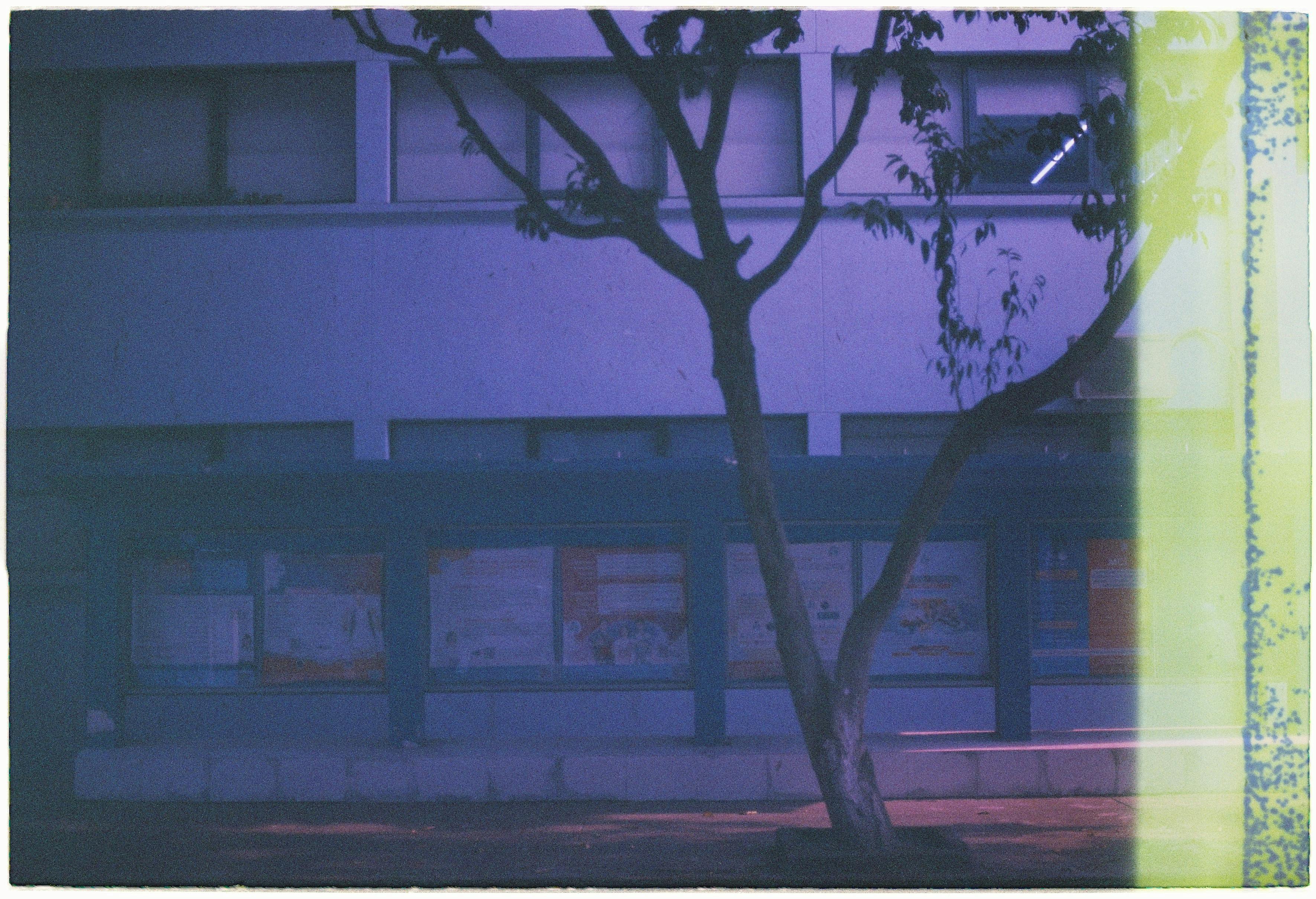 Tree near Building Wall · Free Stock Photo