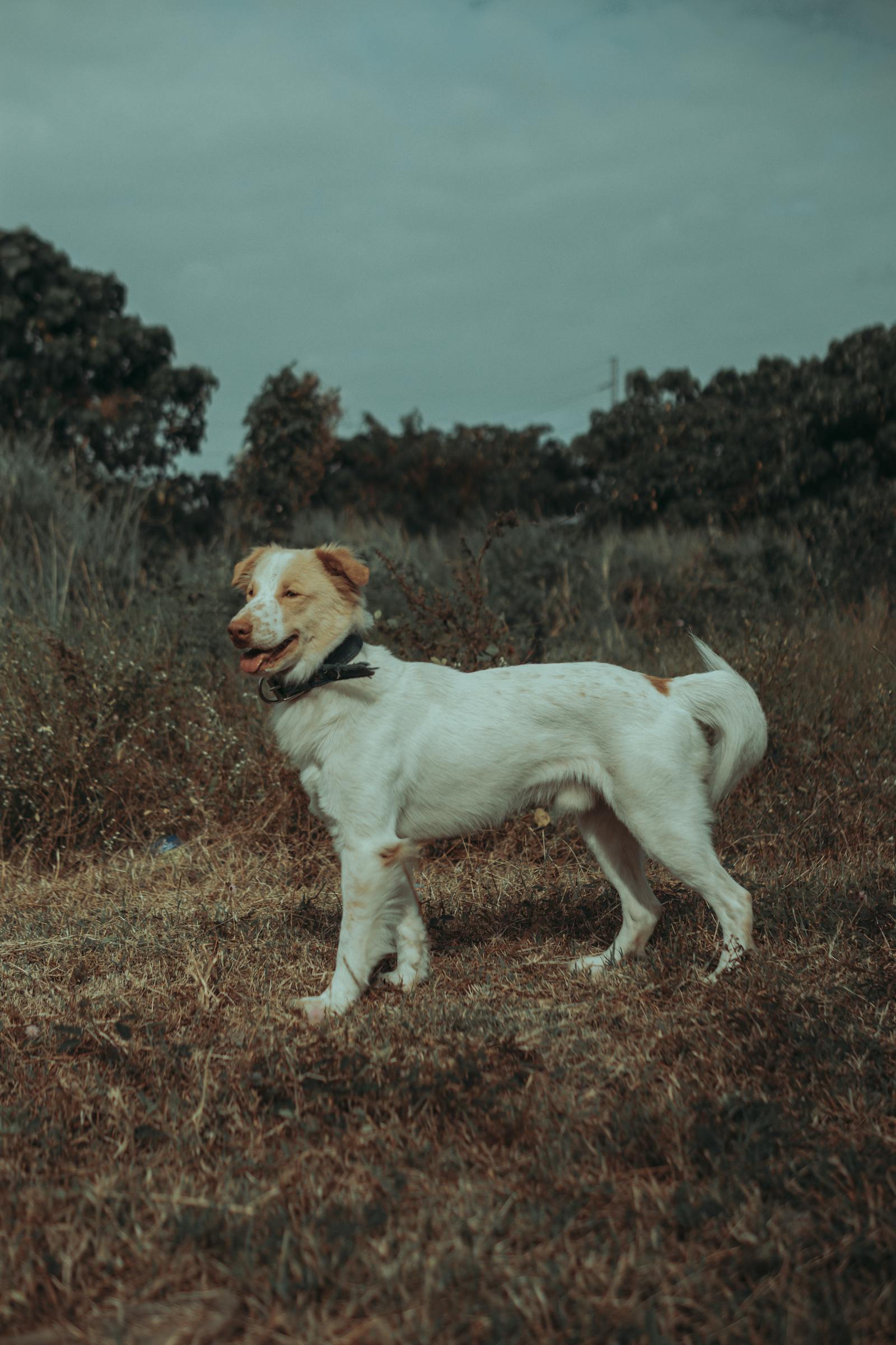 Dog In Field Photos, Download The BEST Free Dog In Field Stock Photos ...