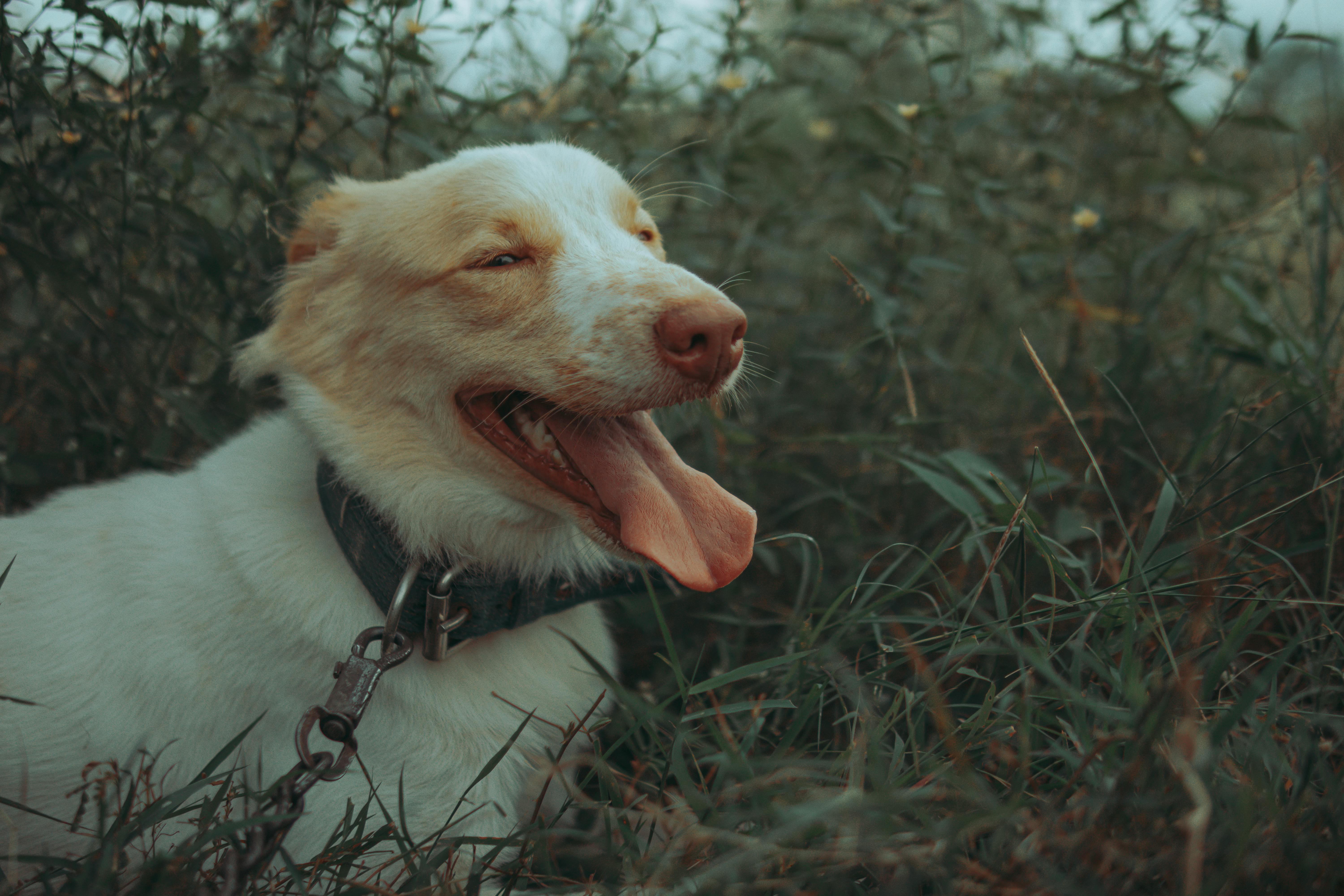 Dog Among Shrubs in a Forest · Free Stock Photo